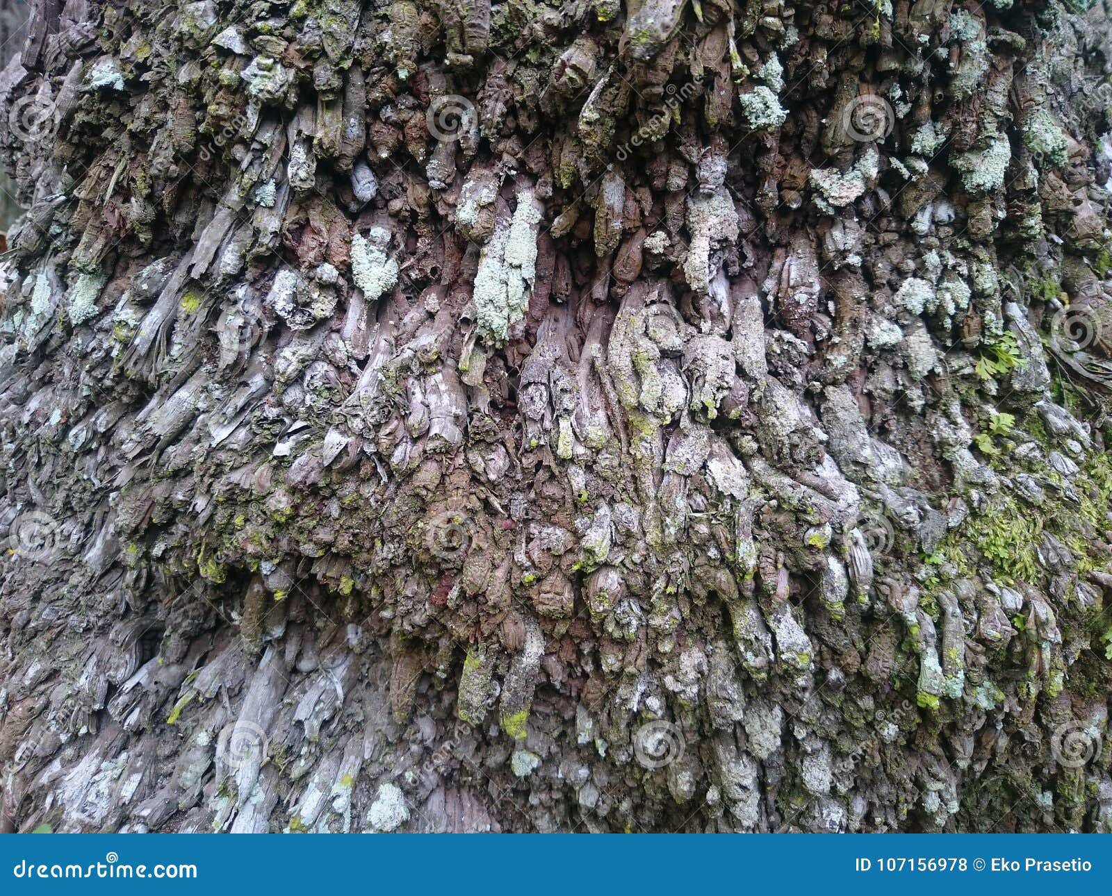 Roots of coconut tree stock photo. Image of root, roots - 107156978