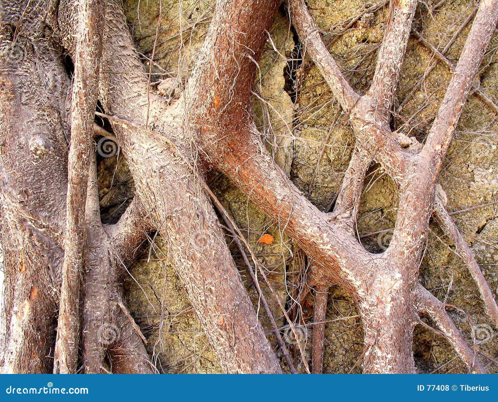 Roots Colour stock photo. Image of texture, wallpaper, nature - 77408