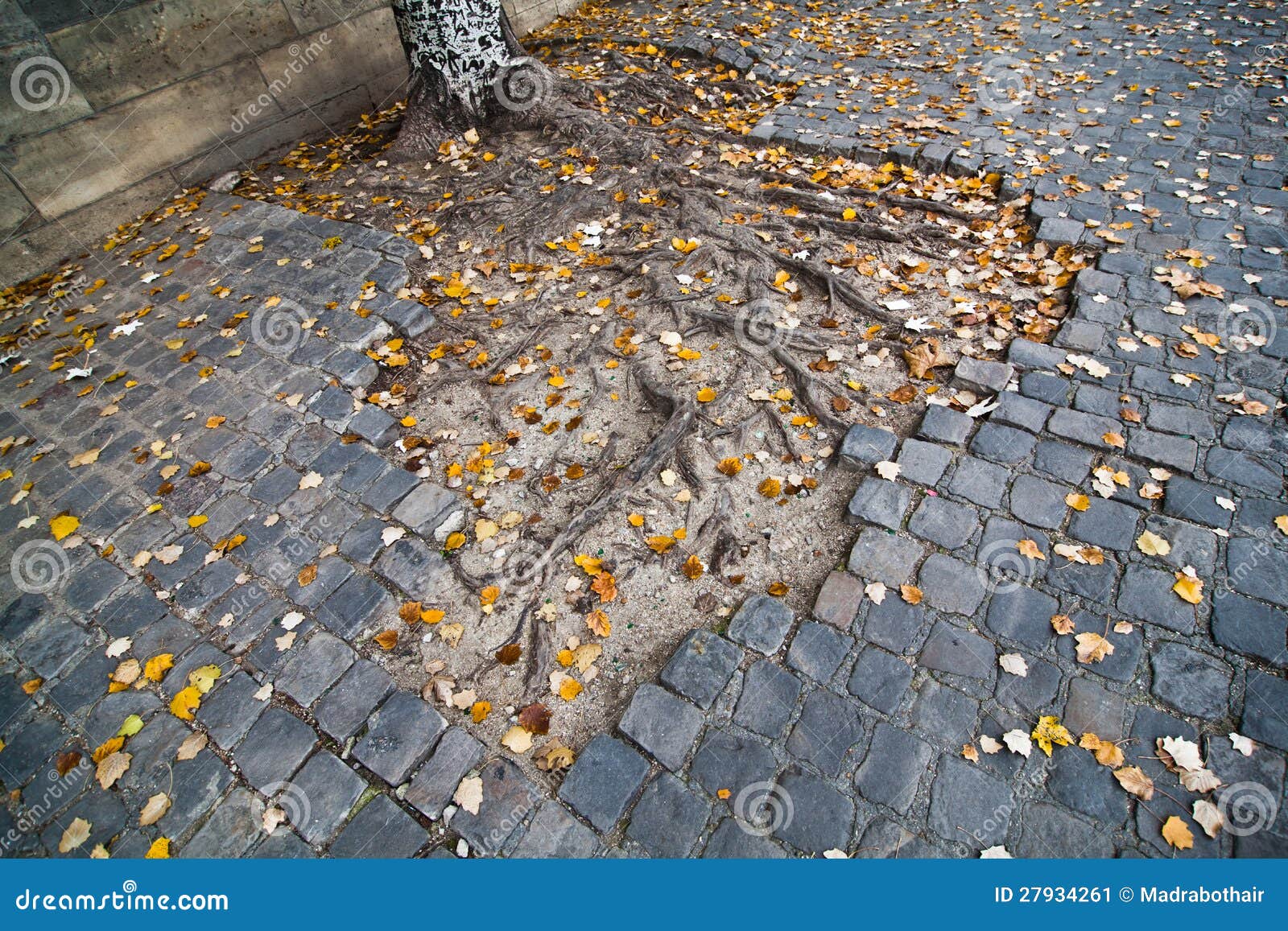 Roots Coming Out of the Cobblestones Stock Image - Image of growing ...