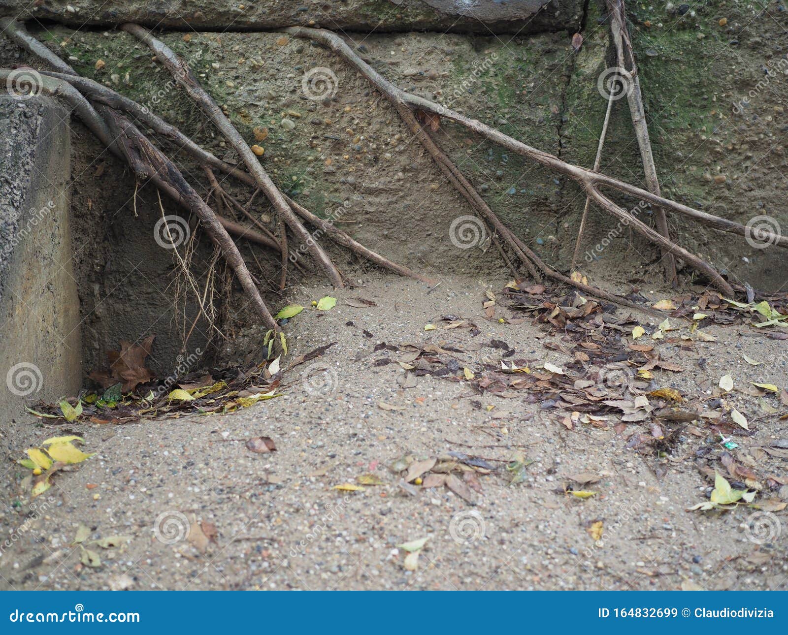 Roots in concrete wall stock image. Image of construction - 164832699
