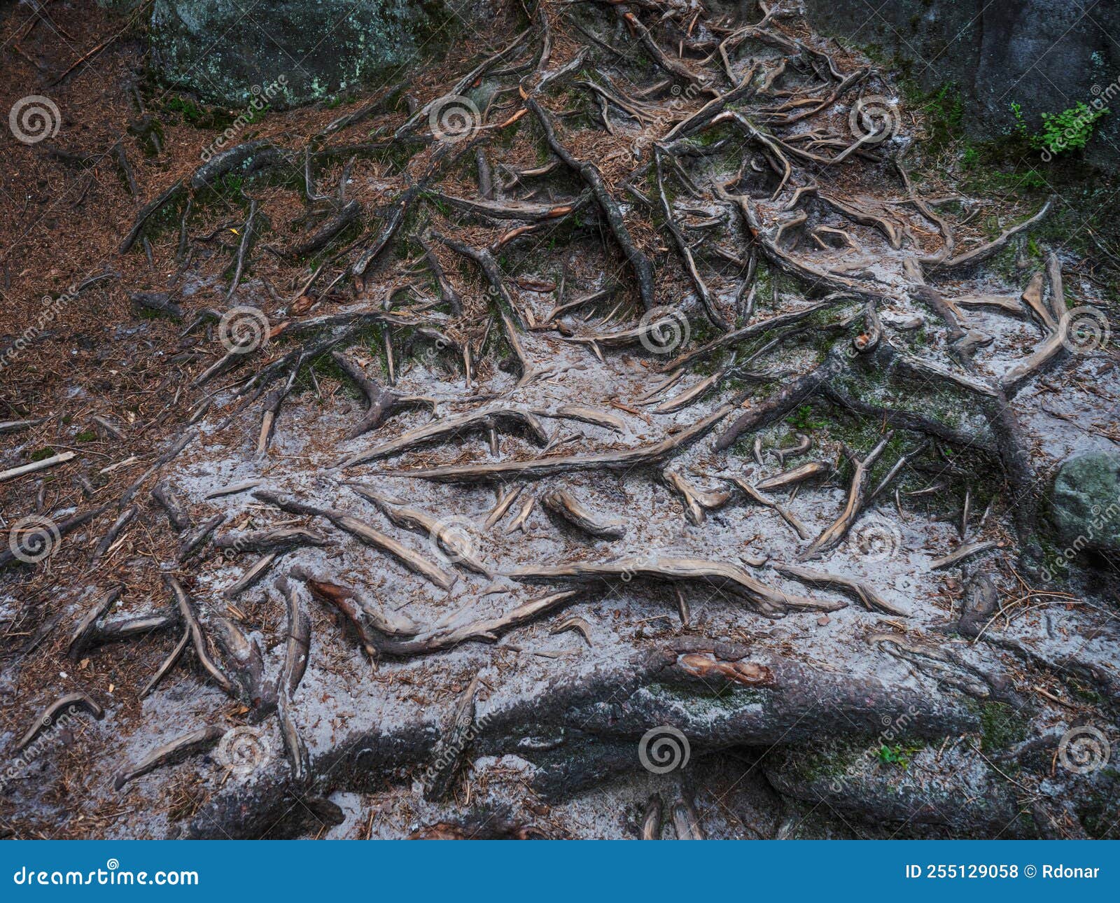 Roots Of Coniferous Tree Came To Surface Root System Covered Sand