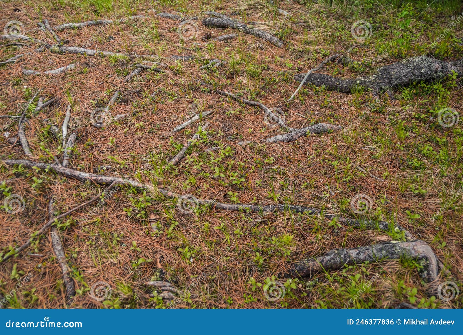 Roots of Coniferous Tree Came To Surface. Root System Covered Soil with ...
