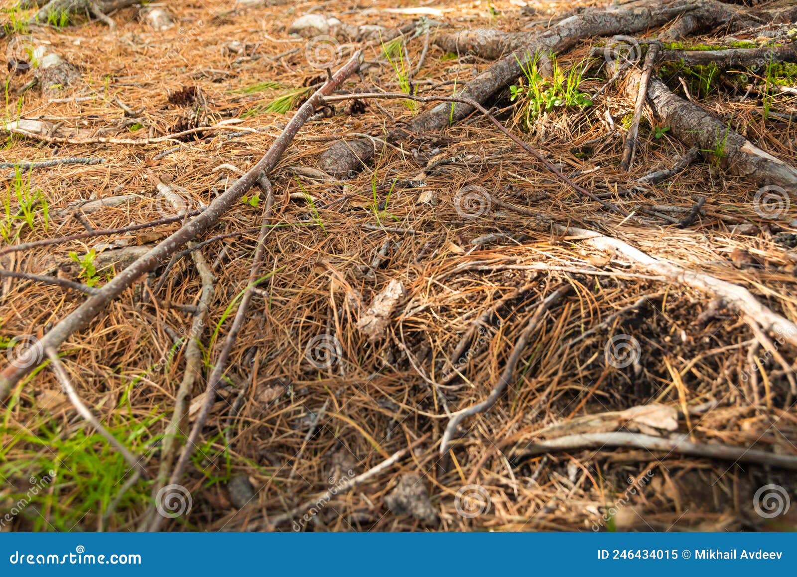 Roots of Coniferous Tree Came To Surface. Root System Covered Soil with ...