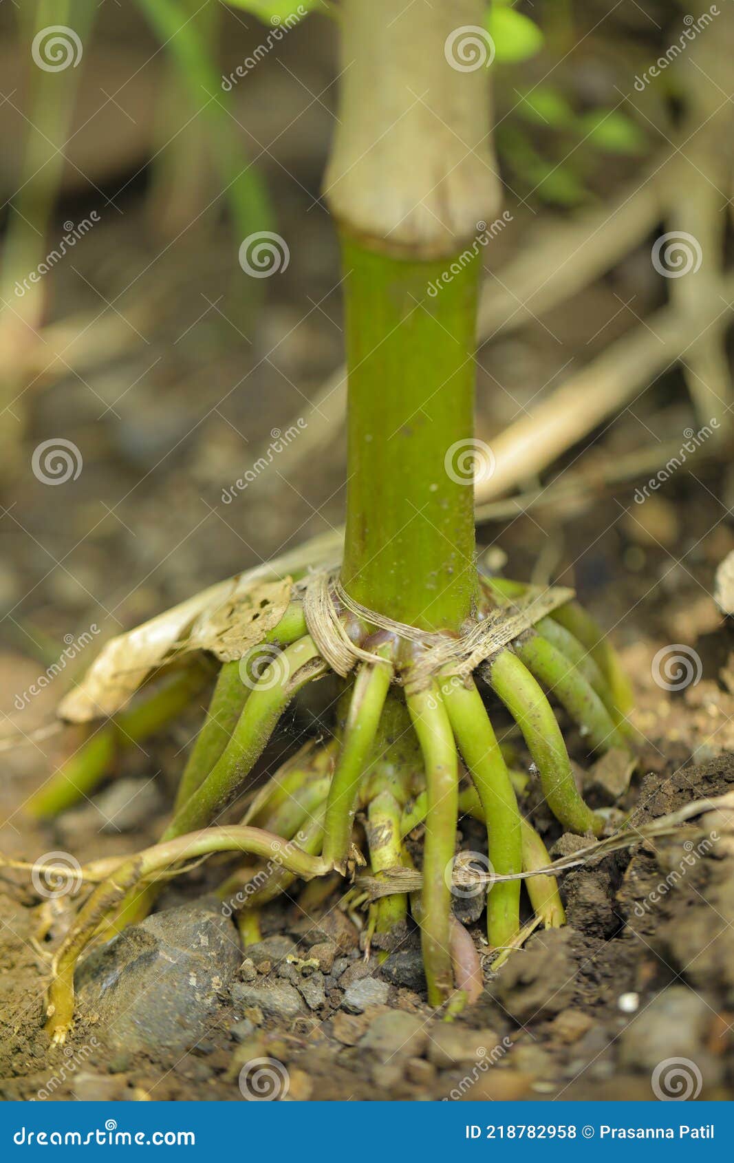 Roots of Corn Tree at Corn Farm Stock Photo - Image of hanging, herb ...