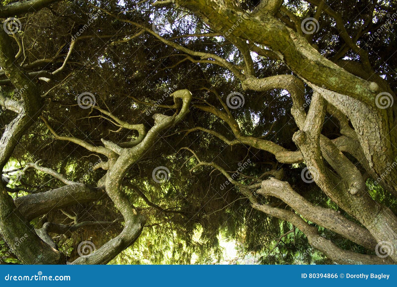 Roots stock photo. Image of scenery, branches, wild, forest - 80394866