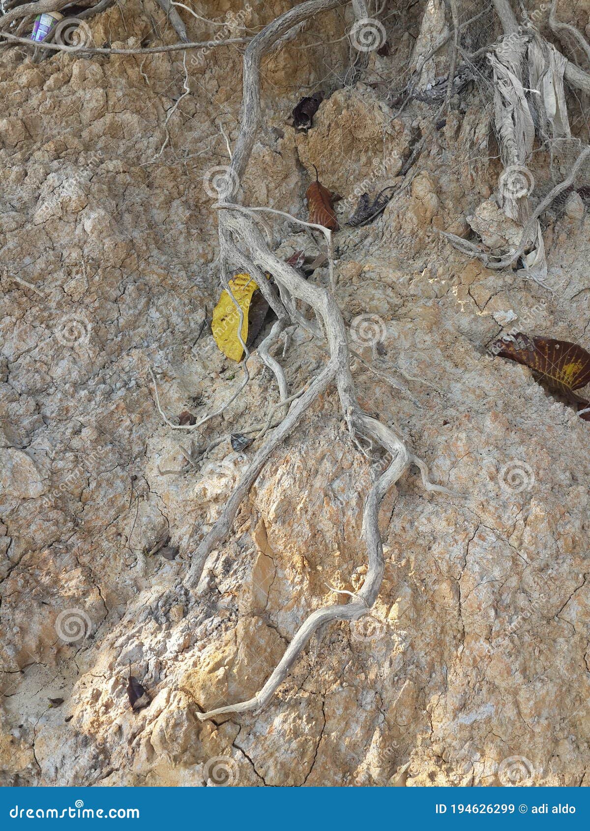Roots Creeping on the Ground 2 Stock Image - Image of roots, wood ...