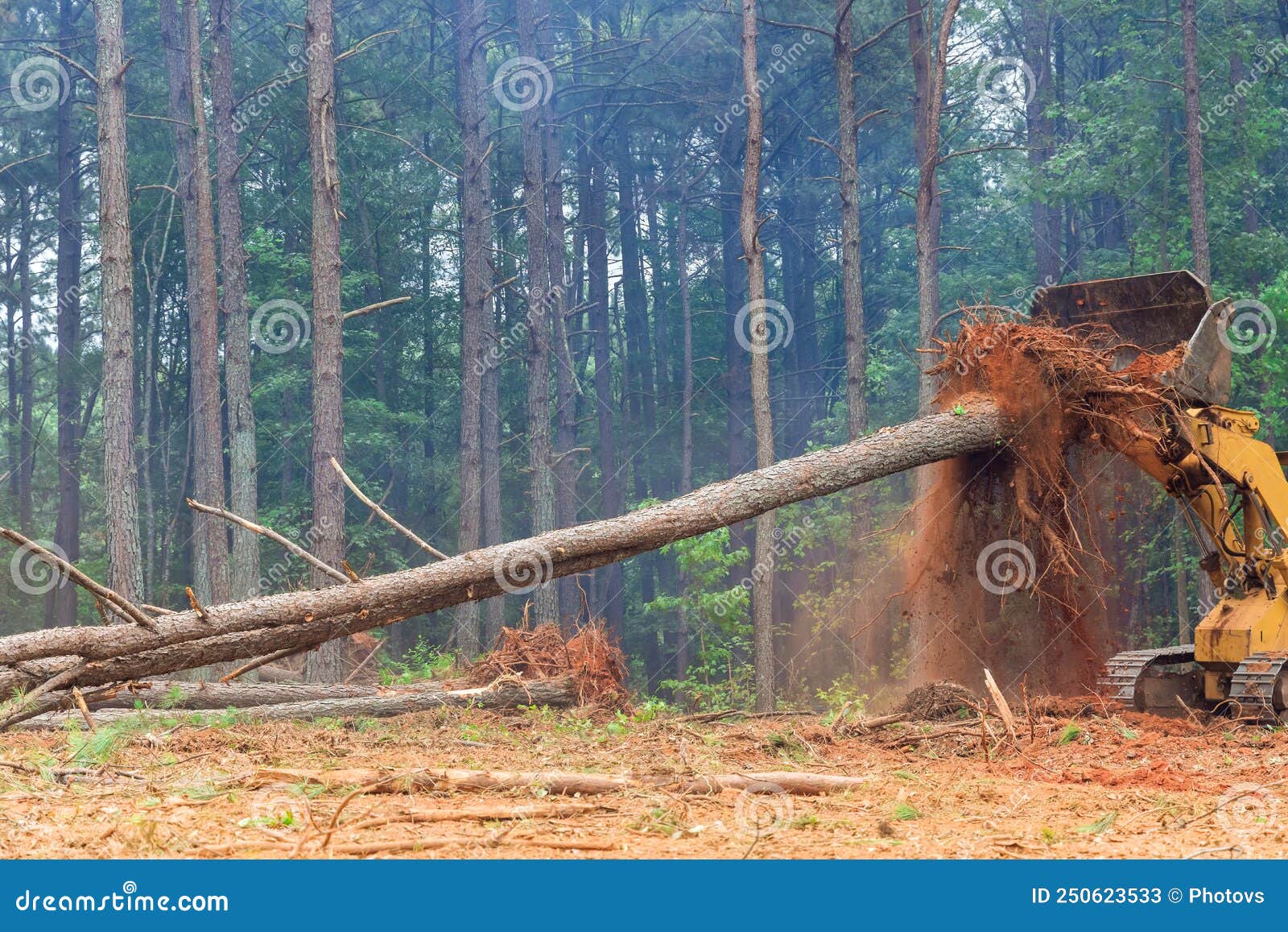 Roots of Cut Down Trees on Land that is Being Prepared for Building ...