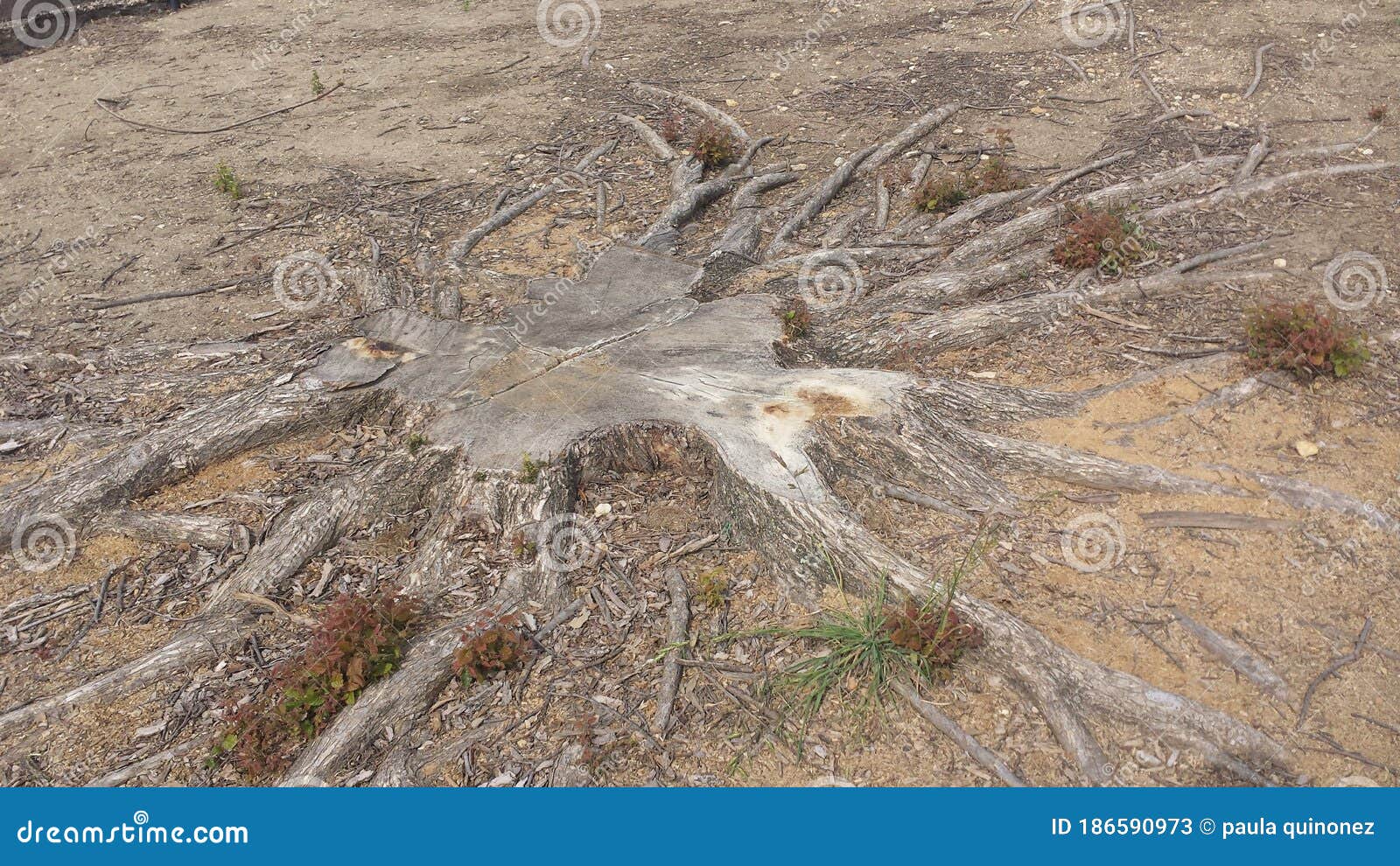 Roots of a cut tree stock image. Image of tree, cliff - 186590973