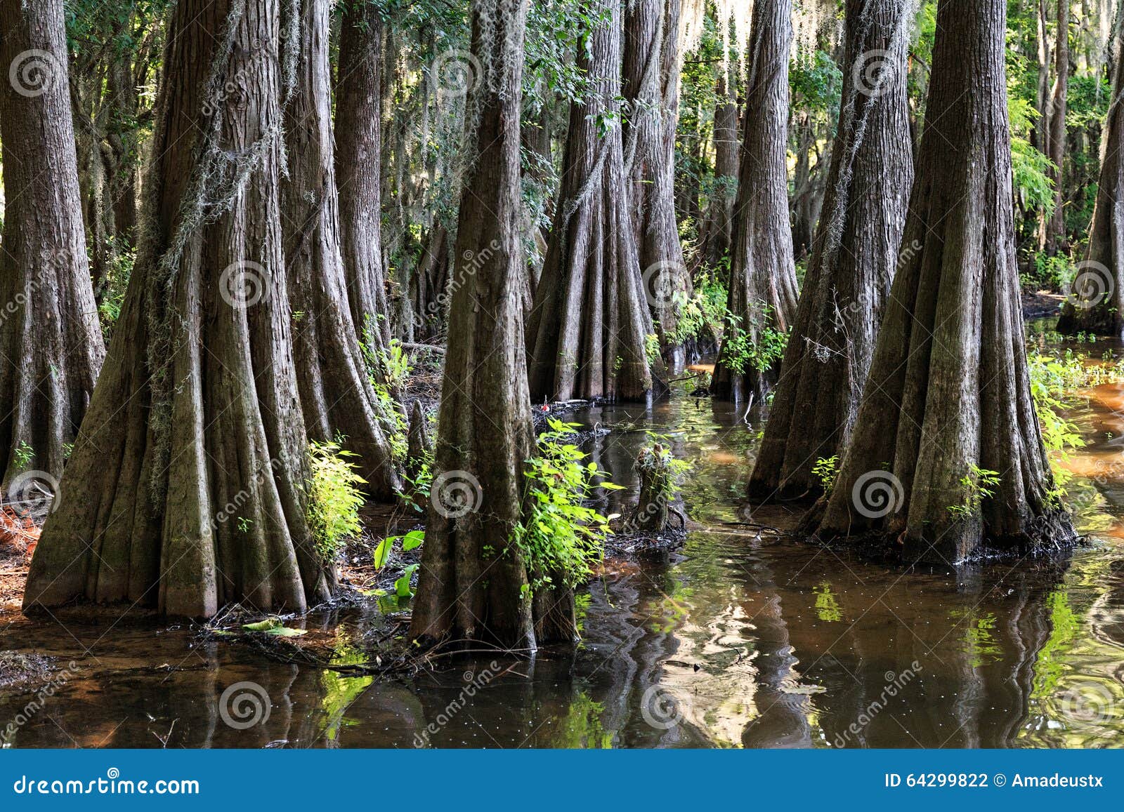 Roots of Cypress Trees at Caddo Lake, Texas Stock Photo - Image of ...