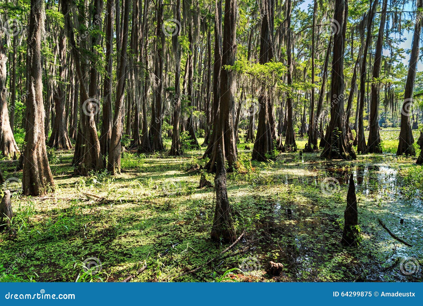 Roots of Cypress Trees at Caddo Lake, Texas Stock Image - Image of ...