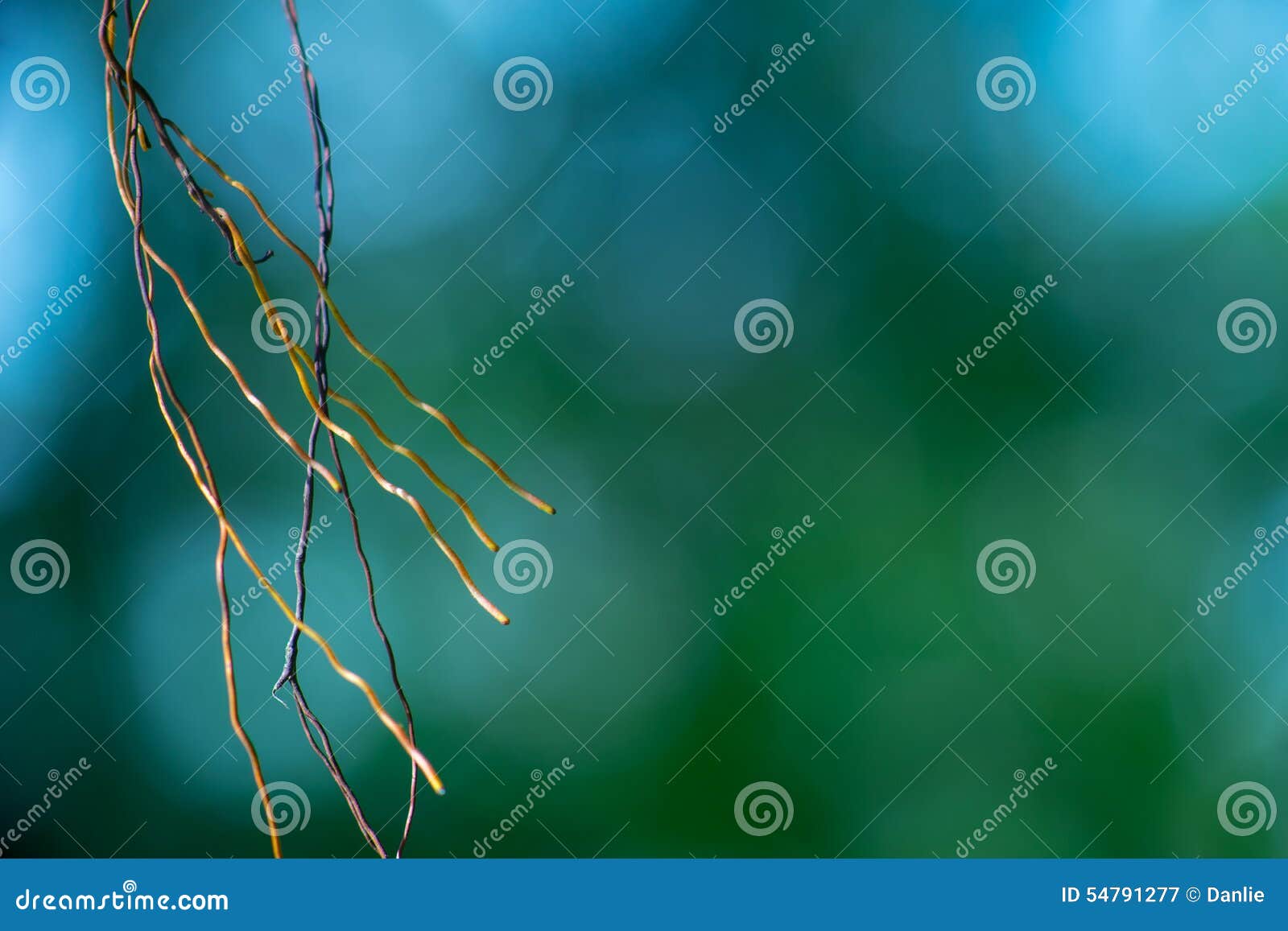 Roots Dancing in Wind stock image. Image of bunch, nature - 54791277