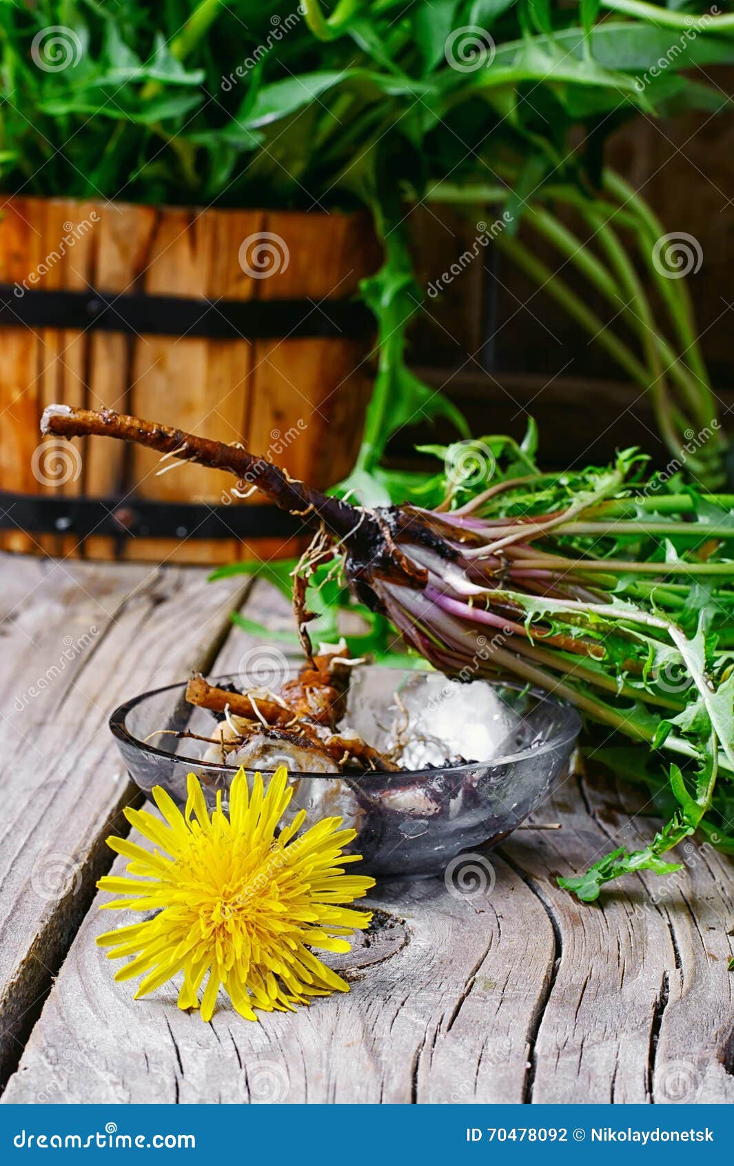 Roots of dandelion flower stock photo. Image of flower - 70478092