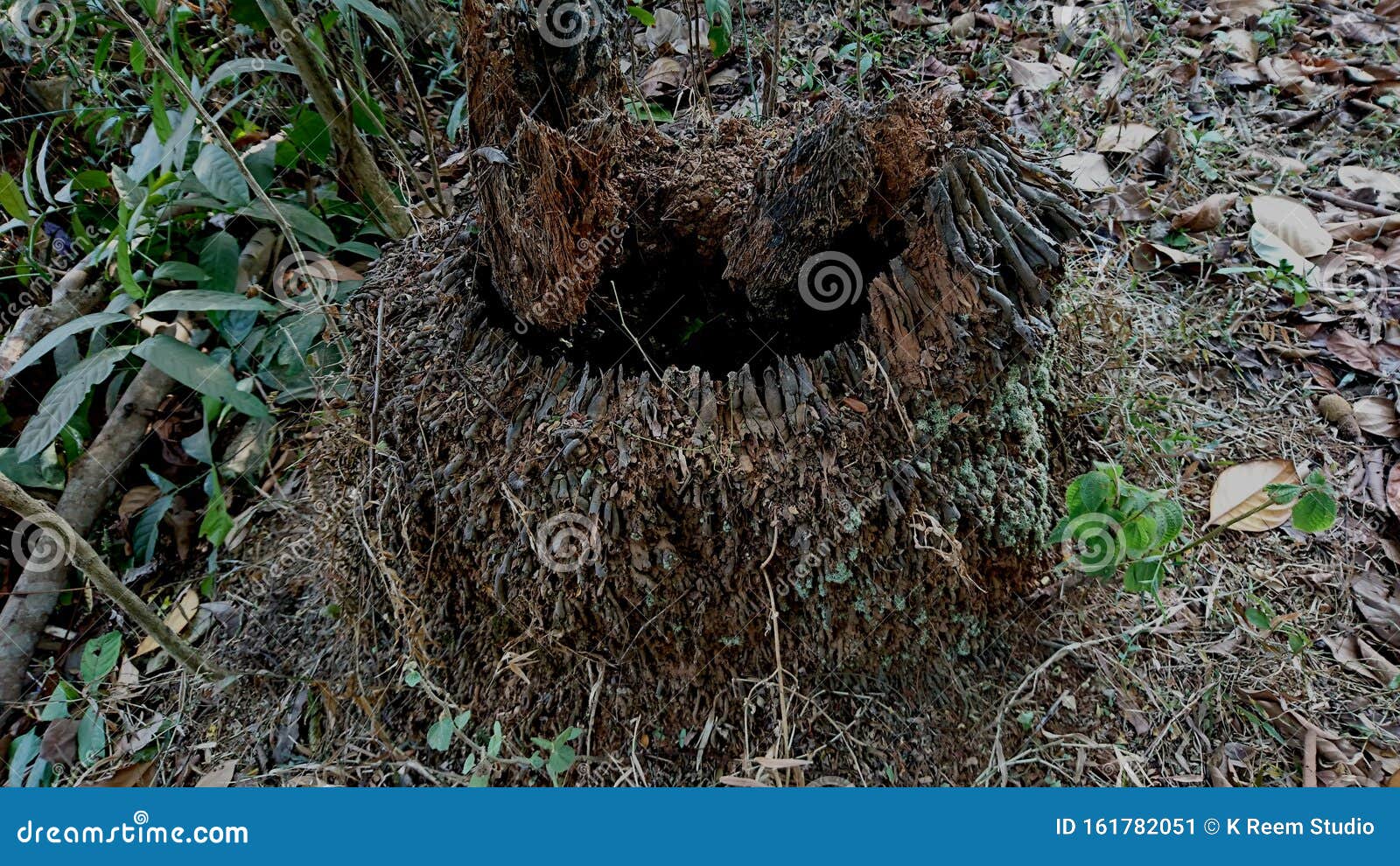 Roots of a Dead Coconut Tree Stock Image - Image of root, tree: 161782051