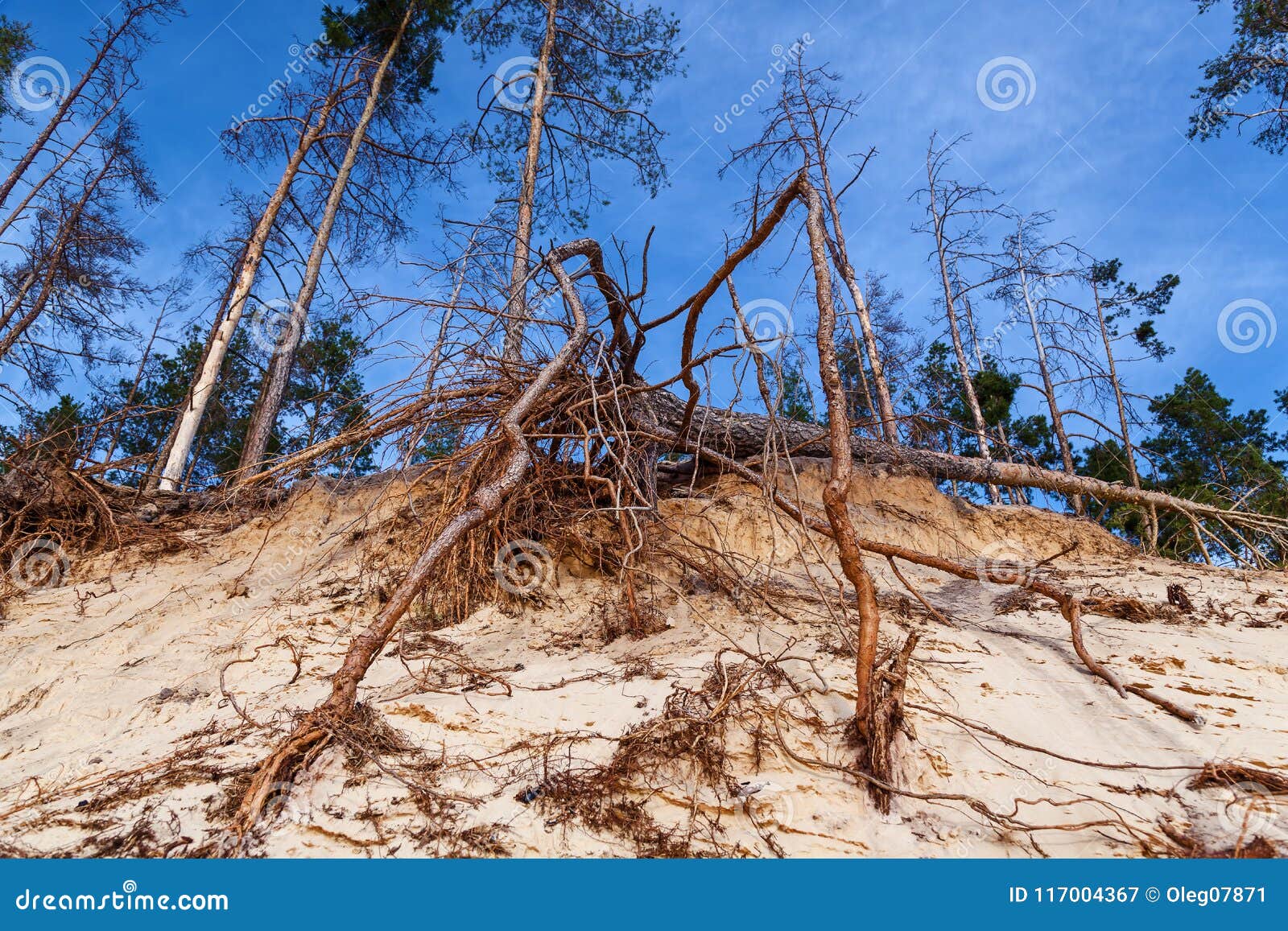 Roots of dead or dry wood stock image. Image of nature - 117004367