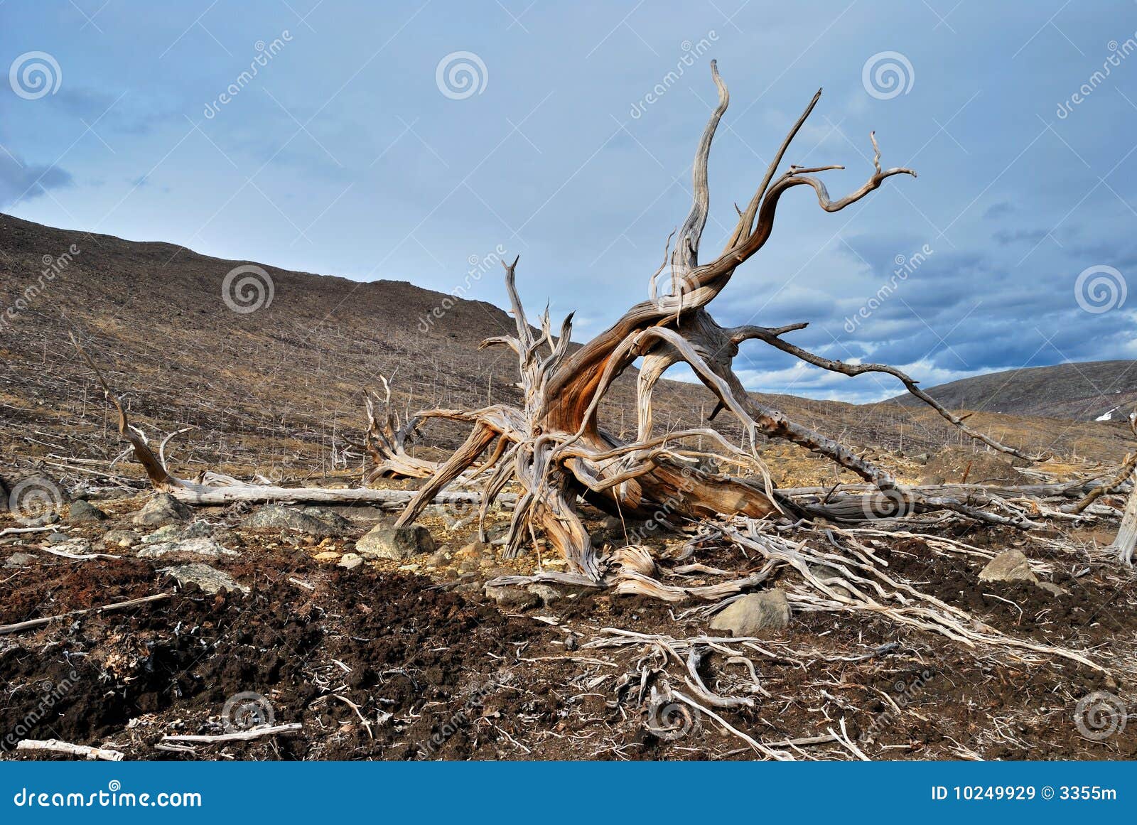 Roots of dead tree stock image. Image of landscape, deforestation ...
