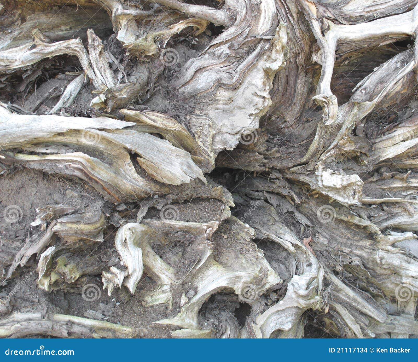 Roots of a dead tree. stock photo. Image of upended, entwined - 21117134