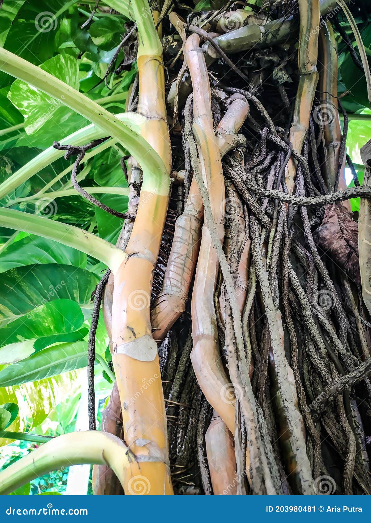 Roots Details on a Tree from Below Stock Image - Image of garden ...