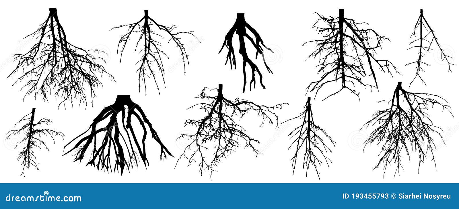 Roots of Different Trees, Set. Rootage Stock Vector - Illustration of ... Roots of Different Trees, Set. Rootage Stock Vector - Illustration of ...