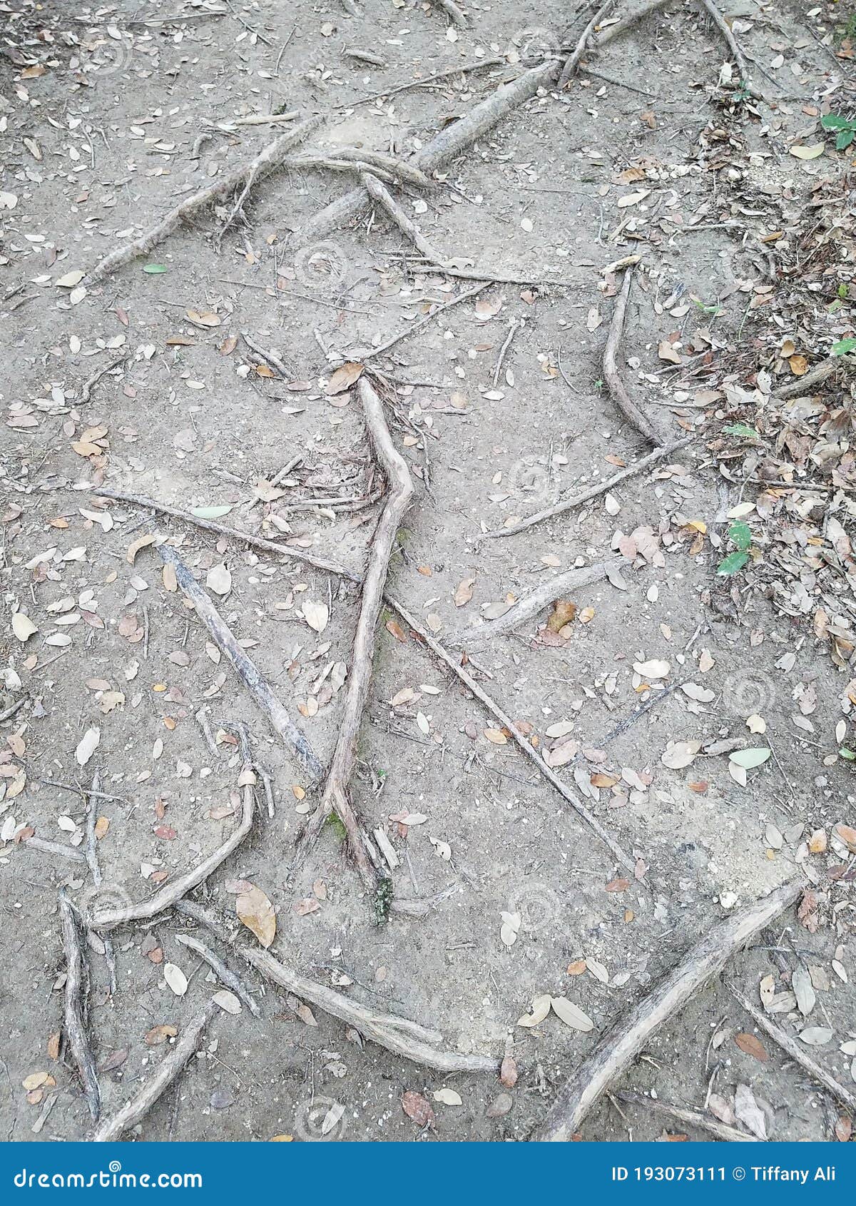 Roots dirt colored stock image. Image of roots, iron - 193073111