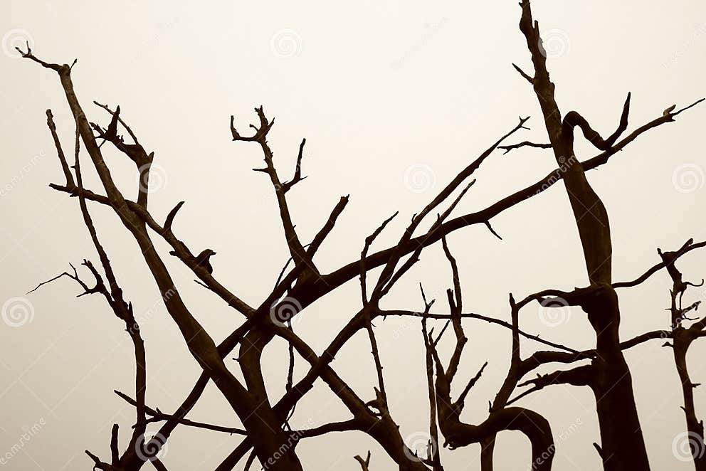Roots of Disproved Tree and Mo Stock Image - Image of smog, wildness ...
