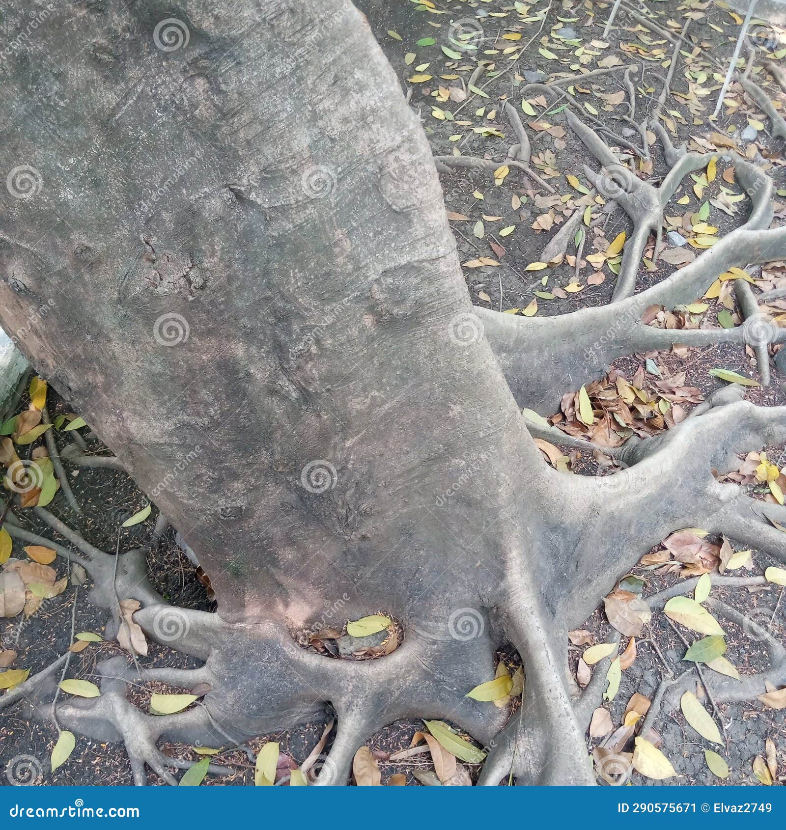Roots of a Distant Tree Spread Stock Image - Image of forest ...