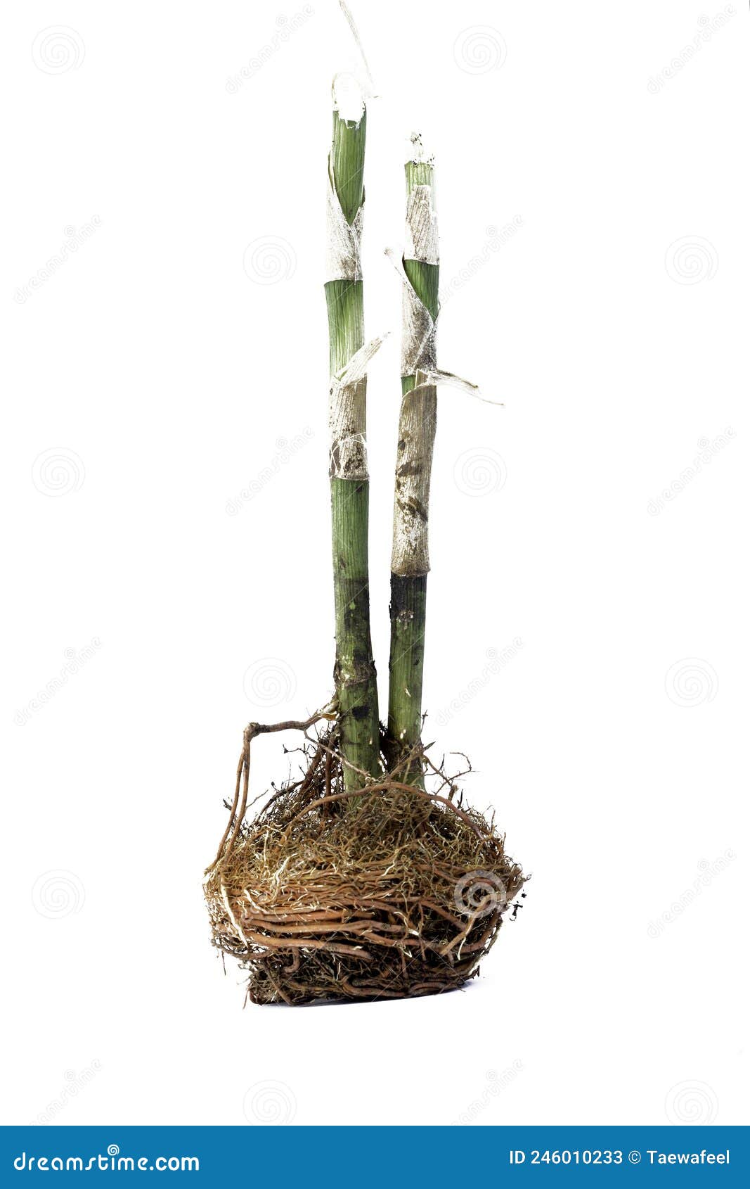 Roots of Dracaena Sanderiana on a White Background Stock Image - Image ...