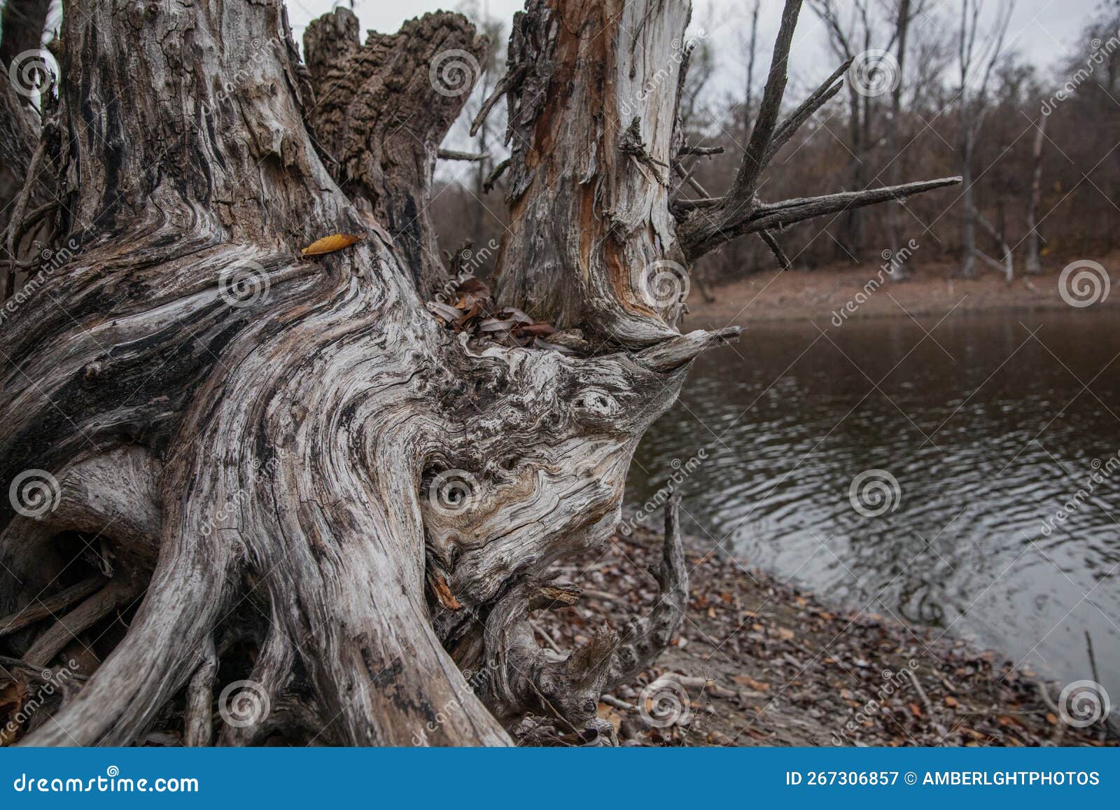 The Roots of a Dried Tree on the River Stock Image - Image of plant ...
