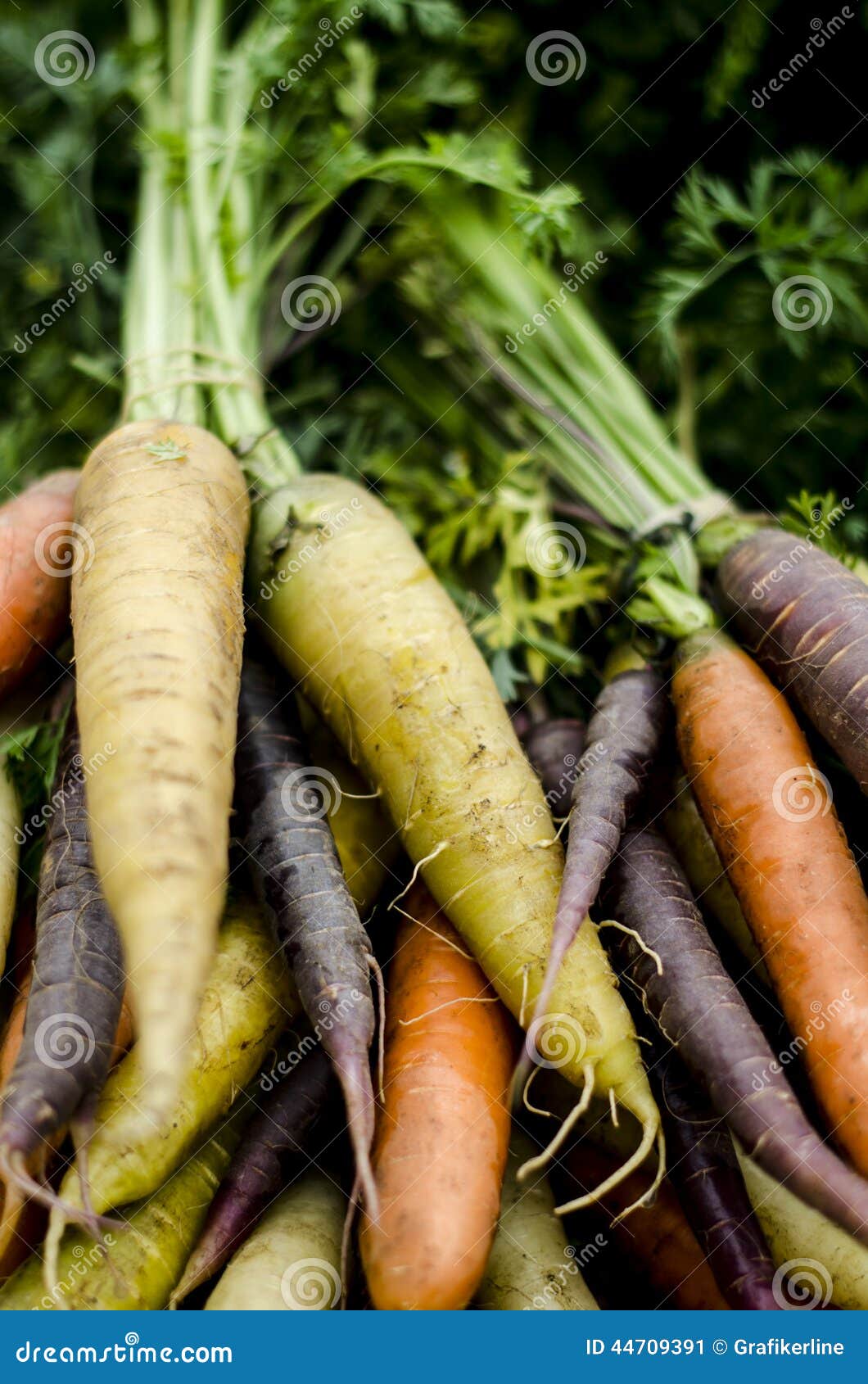 Roots for eating stock image. Image of nature, fild, colours - 44709391