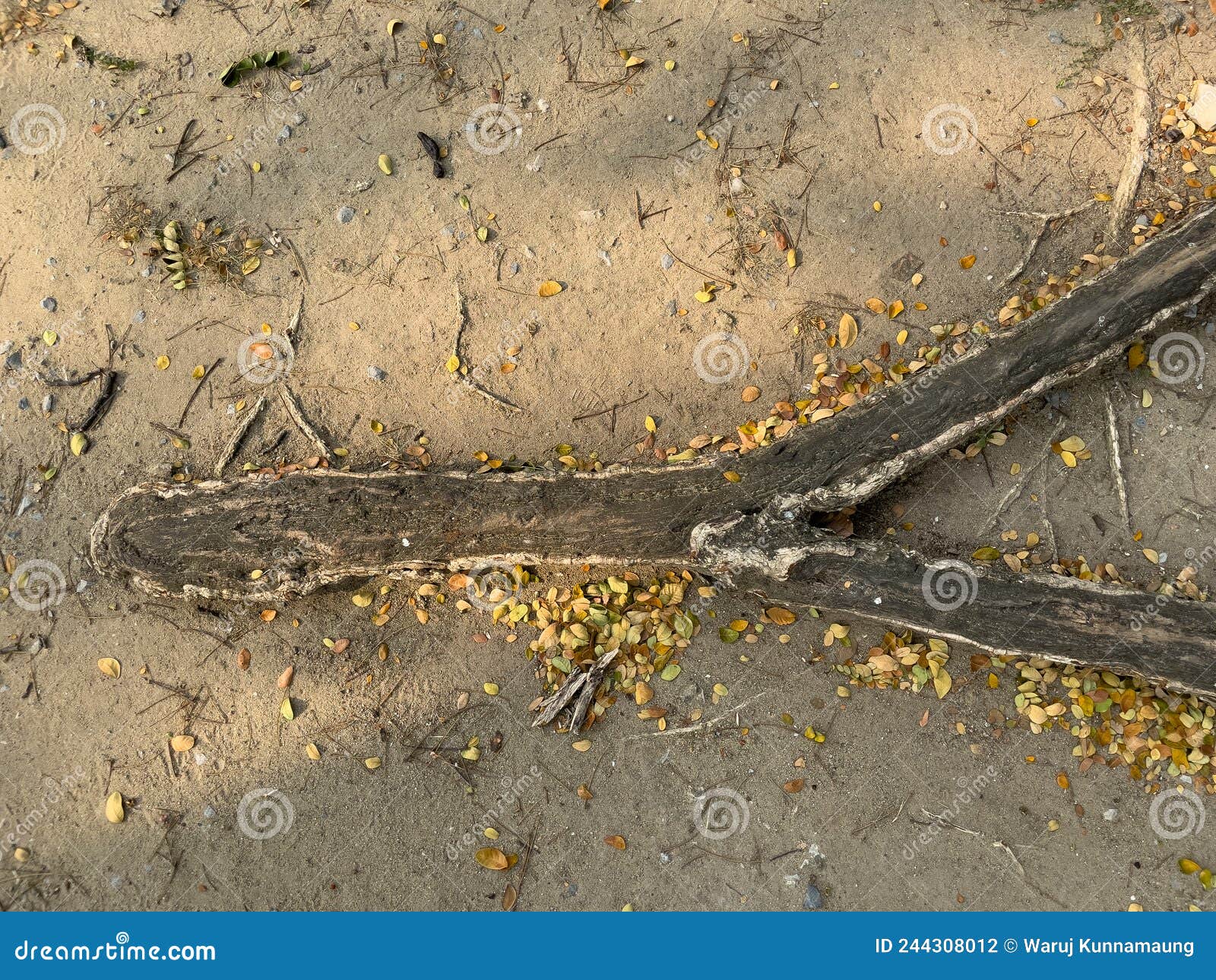 Roots Emerge Above the Ground. Stock Photo - Image of green, tree ...