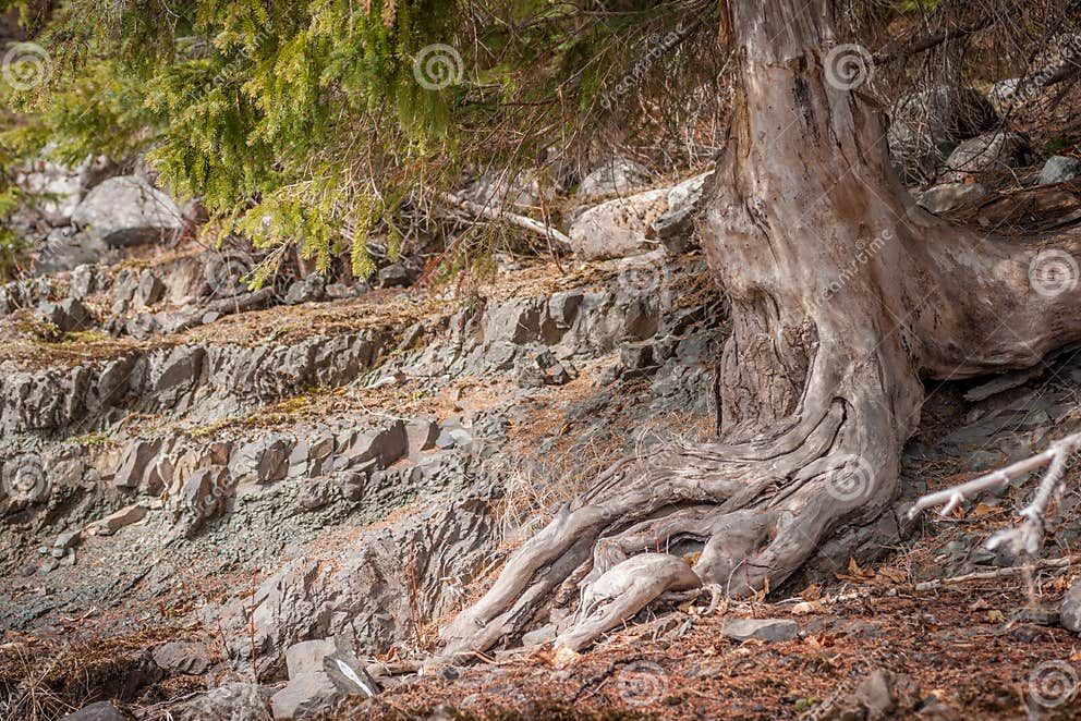 Roots between the Eroding Rocks Stock Image - Image of bank, rocks ...