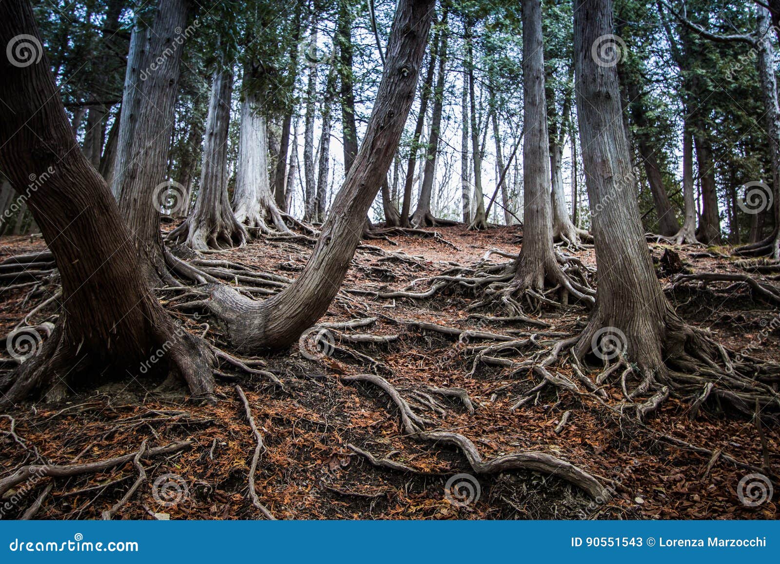 Tree Landscape with Roots Coming Out of the Ground. Stock Image - Image ...