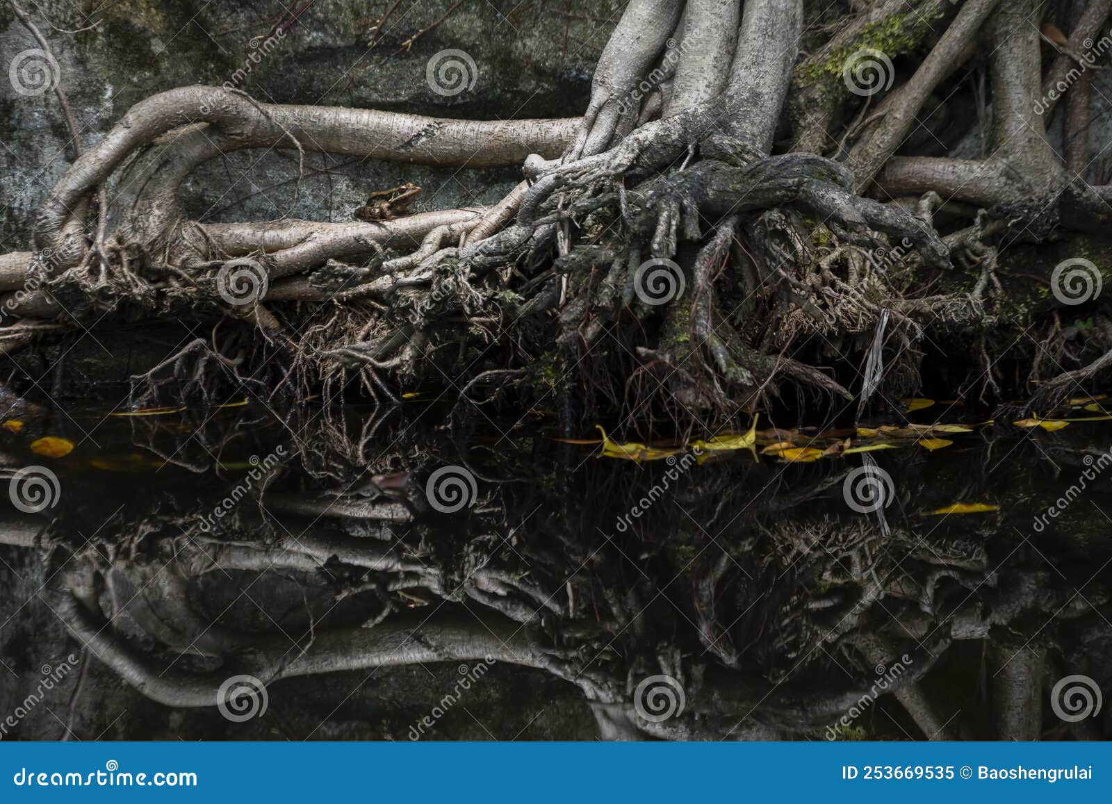 Close-up of Plant Roots Extending into Pool Water Stock Image - Image ...