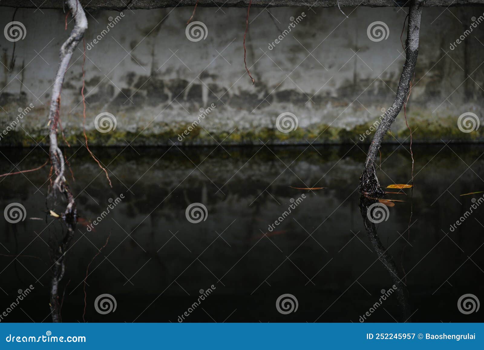 Roots that Reach into the Pool Stock Image - Image of water, enter ...
