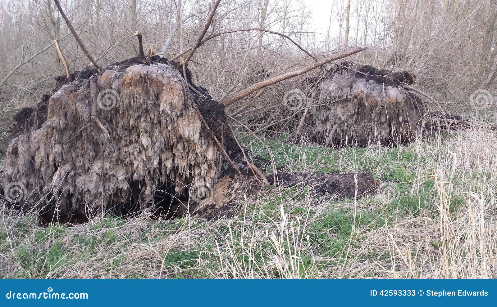 Roots stock image. Image of grass, broken, weather, destruction - 42593333