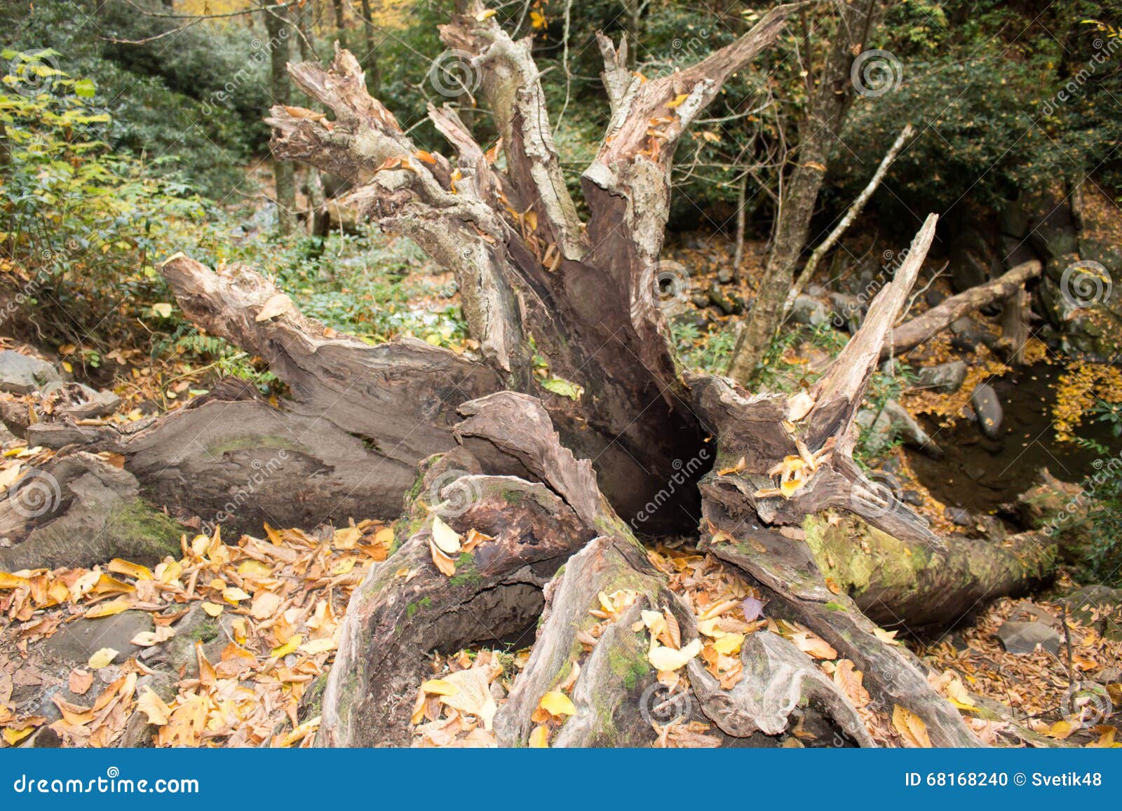 Roots of a fallen old tree stock photo. Image of trees - 68168240