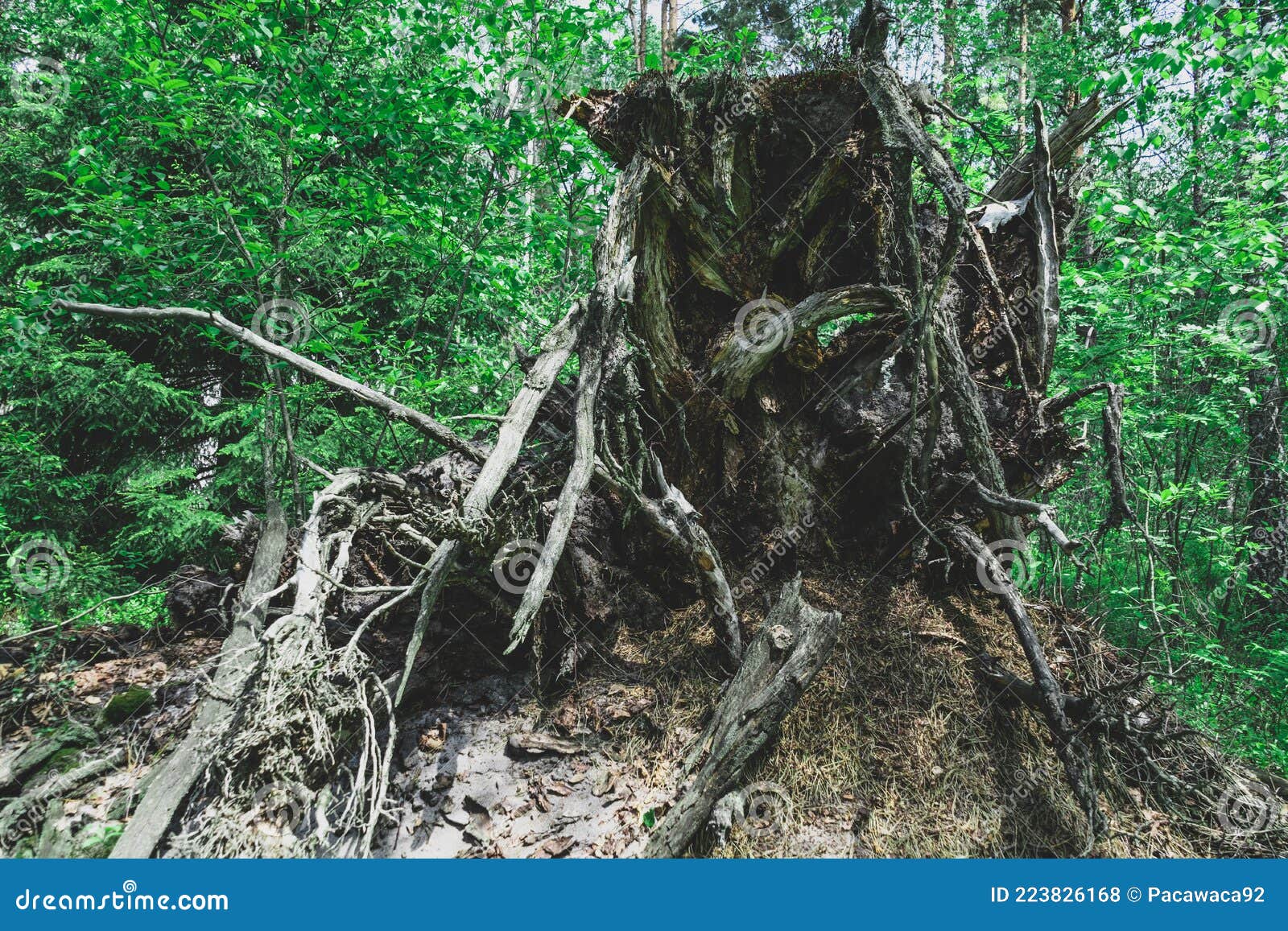 The Roots Of The Fallen Old Tree Were Coming Out Of The Ground ...