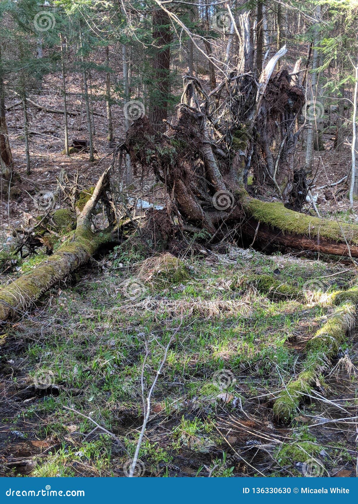 Roots of fallen tree stock photo. Image of woods, fallen - 136330630