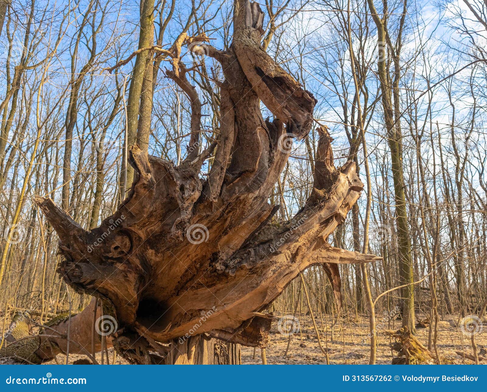 Roots of a fallen tree stock photo. Image of wood, root - 313567262