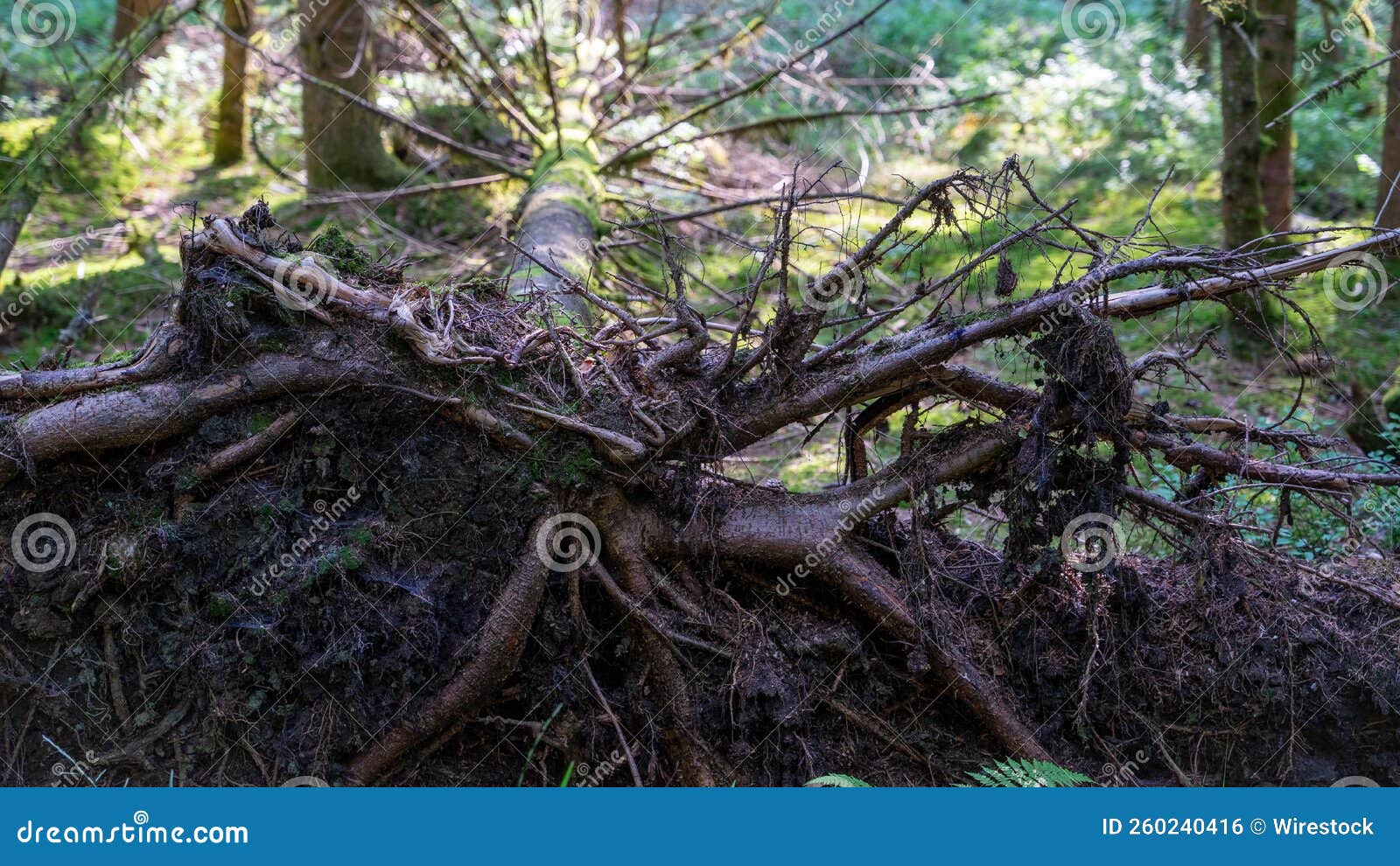 Roots of a Fallen Tree in Black Forest, Germany. Stock Photo - Image of ...