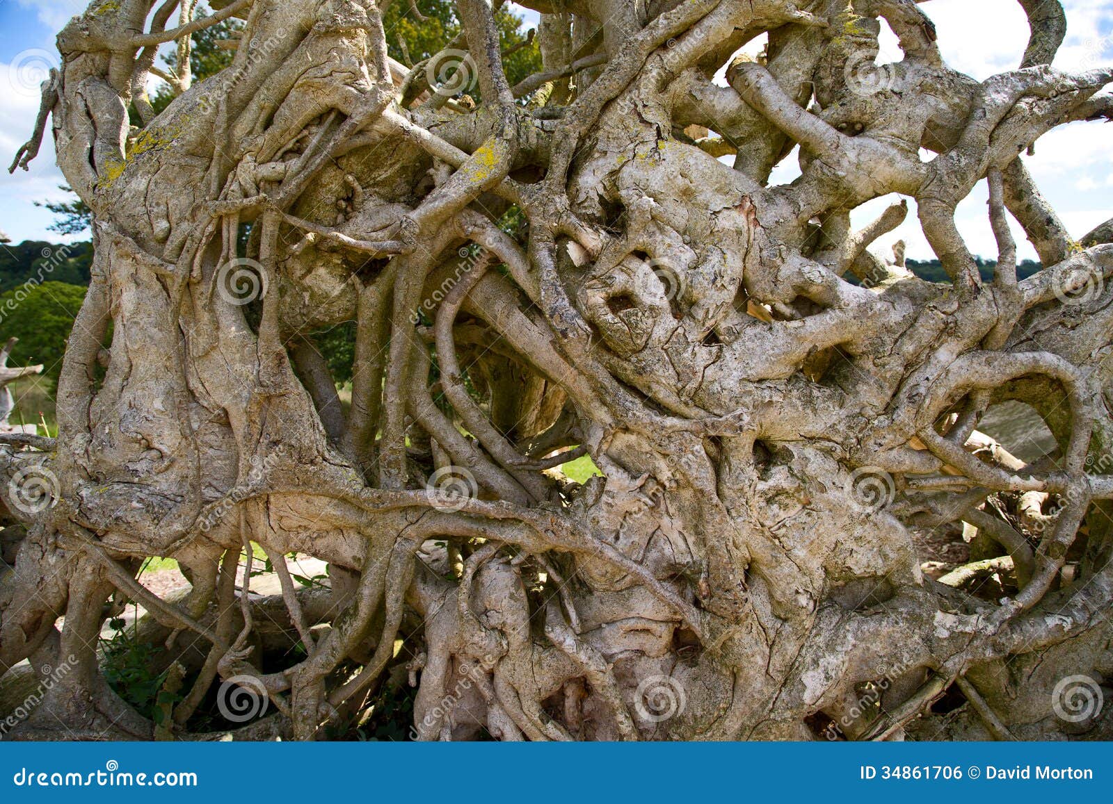 Roots of fallen tree stock photo. Image of random, wood - 34861706