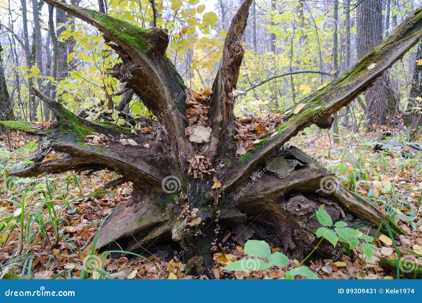 The Roots of a Fallen Tree. Stock Image - Image of branch, park: 89309431