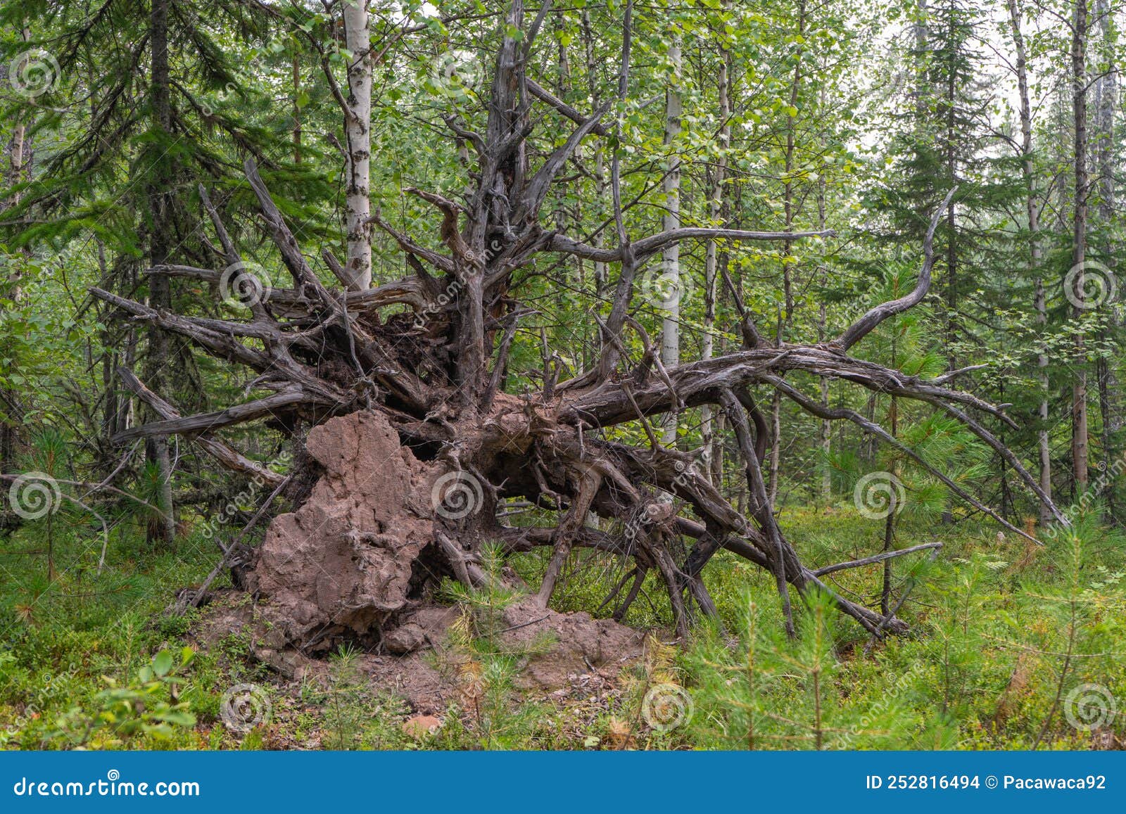 Roots of a Fallen Tree in the Forest. Consequences of a Storm in the ...