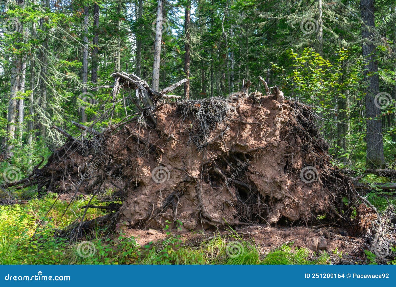 Roots of a Fallen Tree in the Forest. Consequences of a Storm in the ...