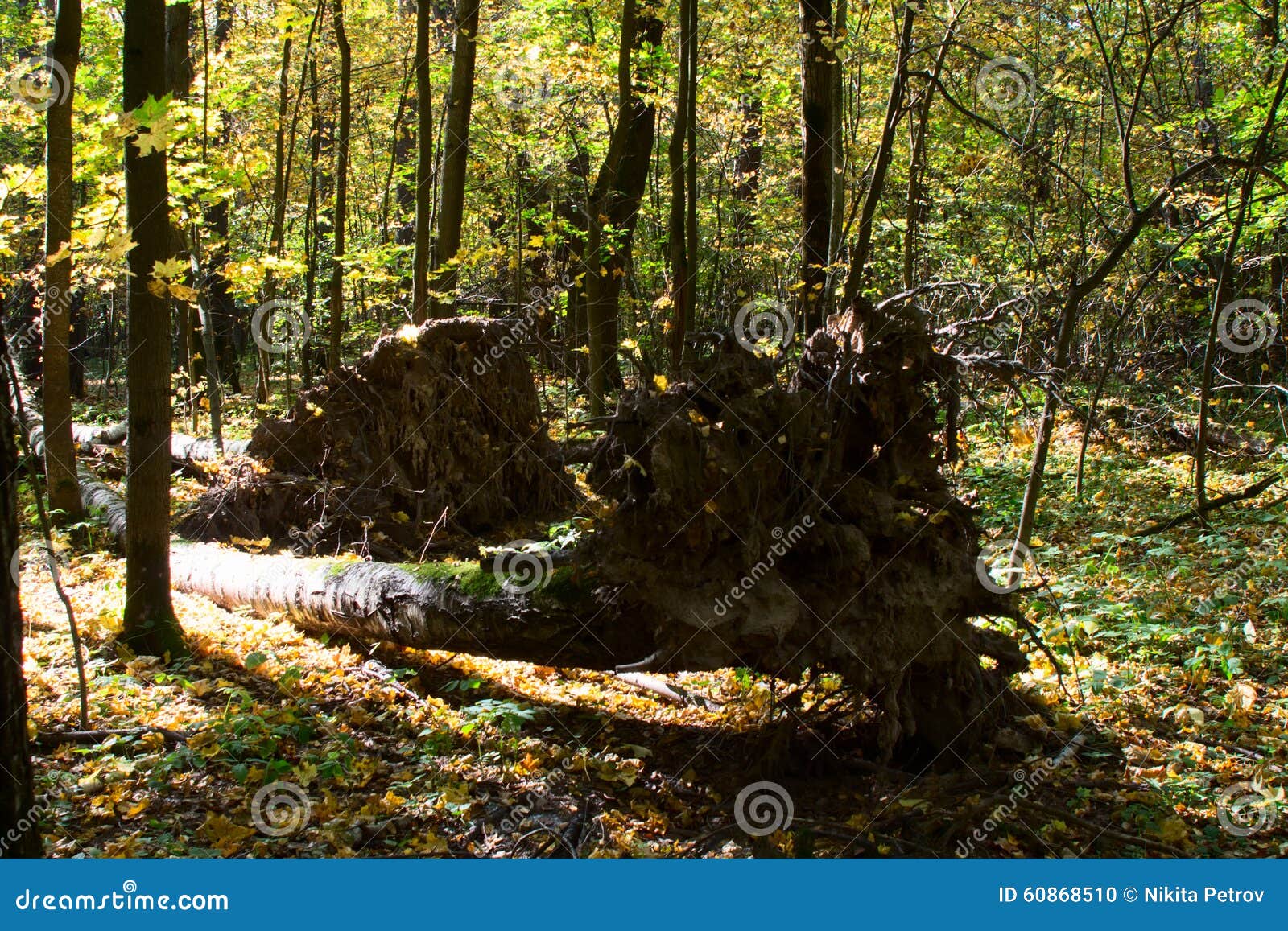 The Roots of a Fallen Tree in a Forest Stock Photo - Image of lofty ...