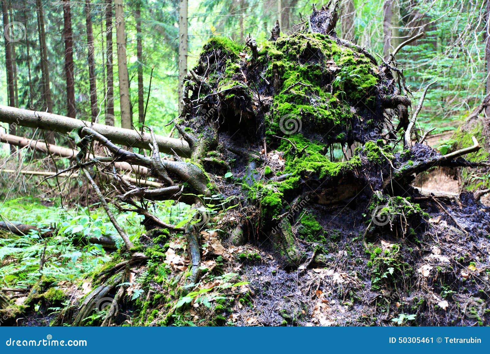 Roots of fallen tree stock image. Image of grass, area - 50305461