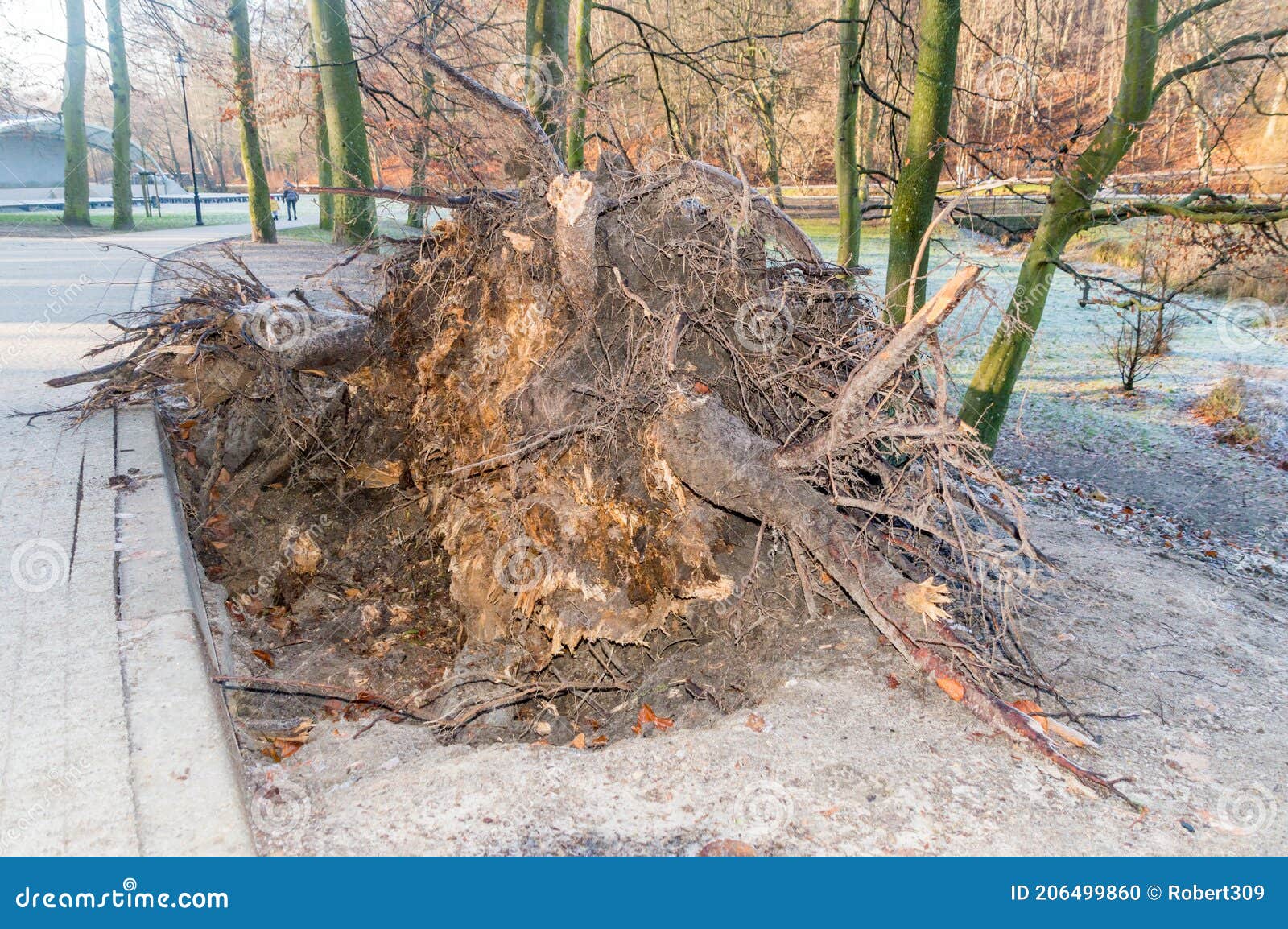 Roots of a Fallen Tree in Park Stock Photo - Image of base, rhizome ...