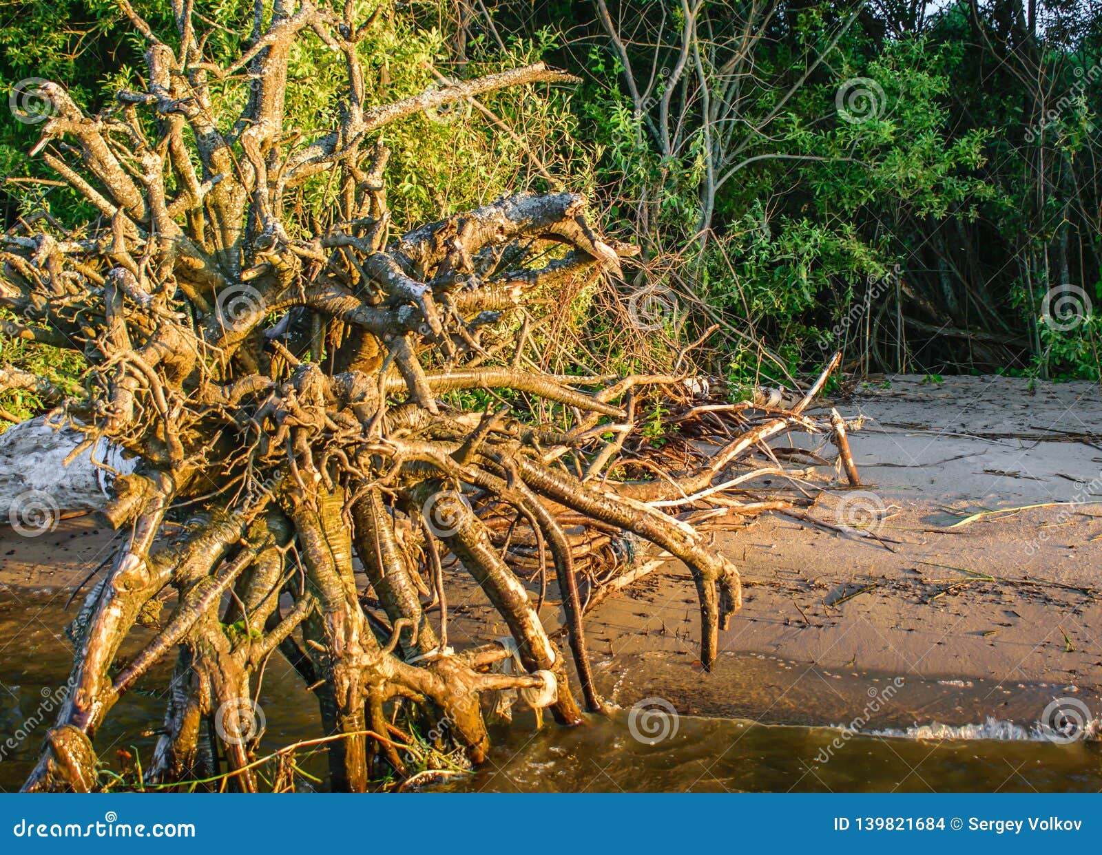 The roots of a fallen tree stock photo. Image of lake - 139821684