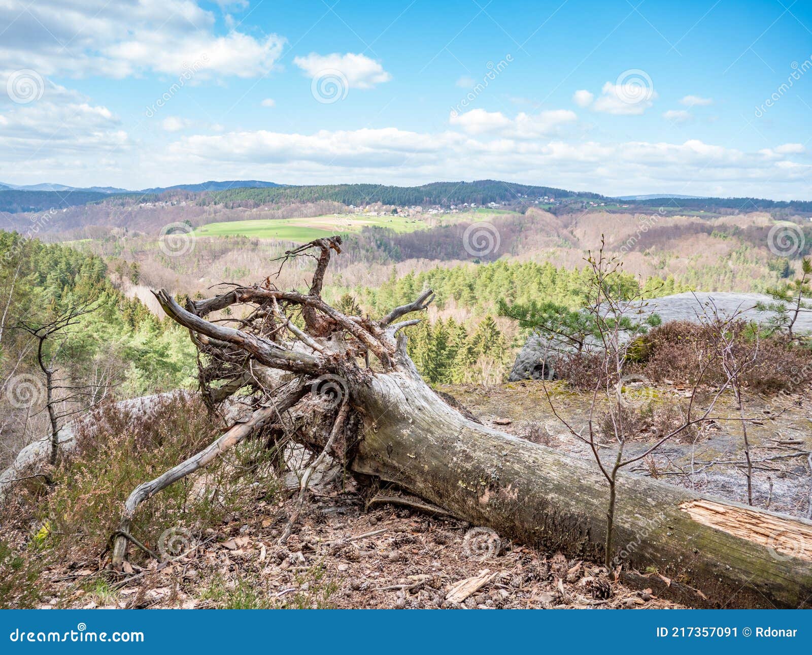 Roots of Fallen Tree at Top of Hill. Sandy Soil and Strong Wind Made ...