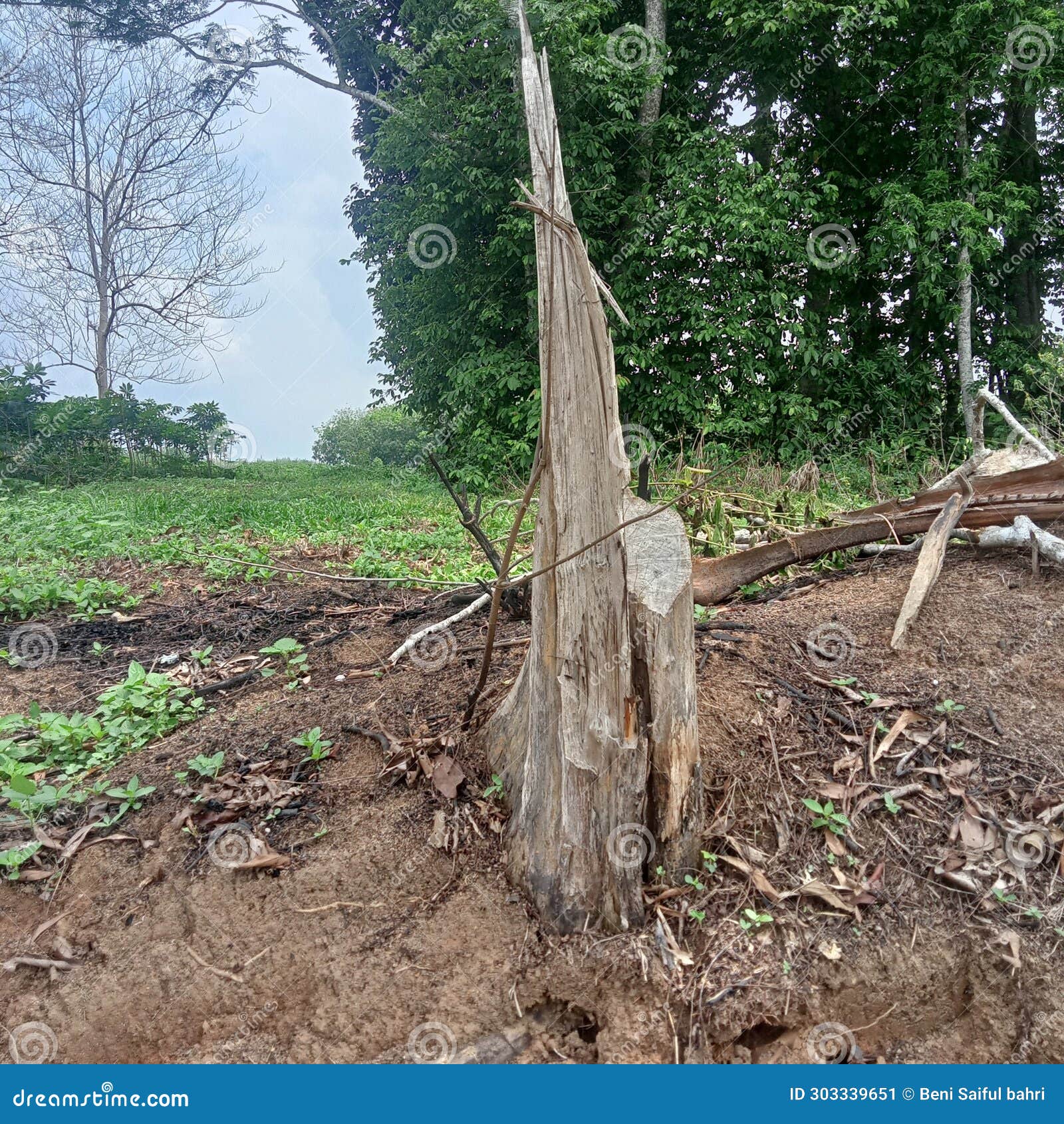 Roots of Fallen Trees in the Forest during the Rainy Season Stock Image ...