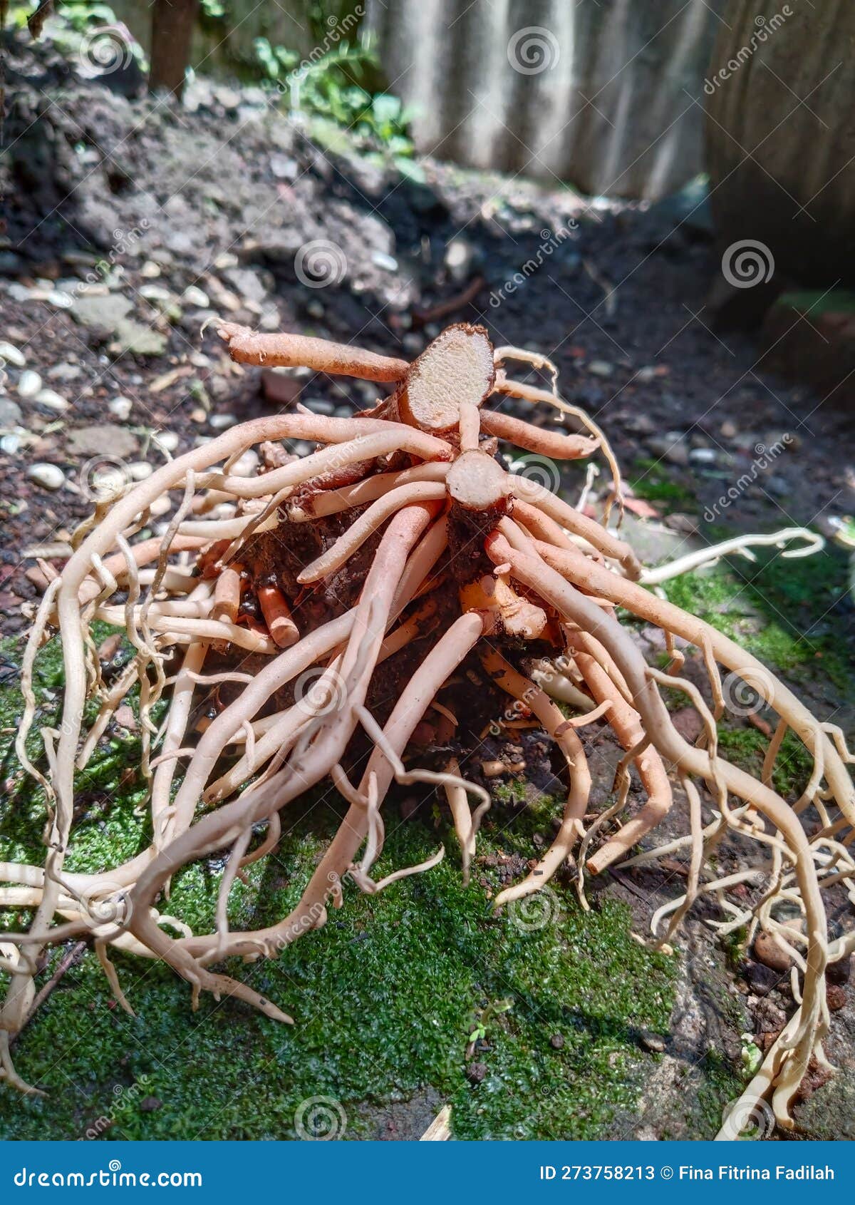 The Roots of a Felled Tree Look Like Animals with Tentacles Stock Image ...